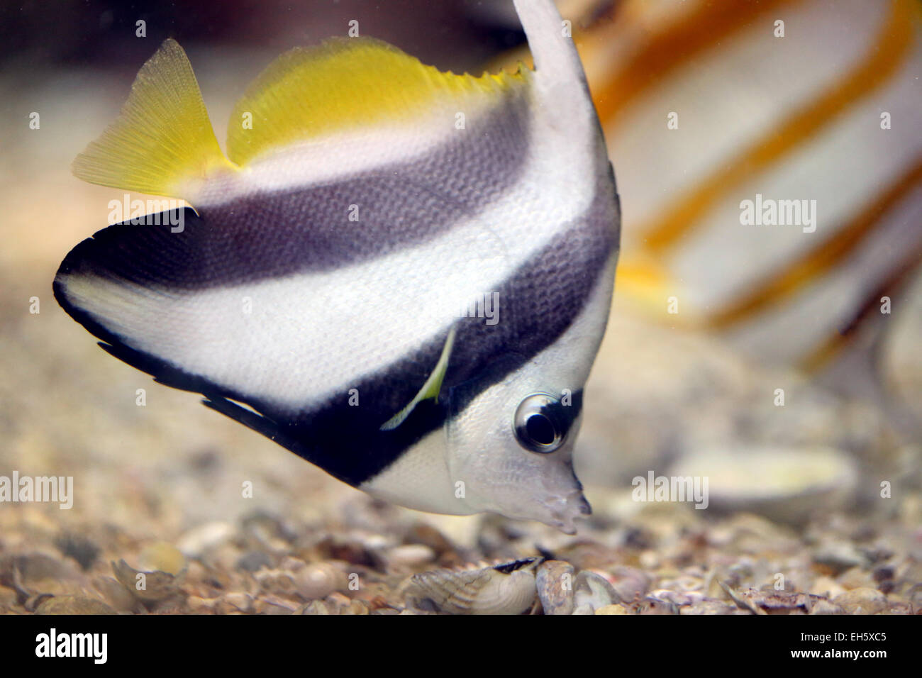 Fish area hi-res stock photography and images - Alamy