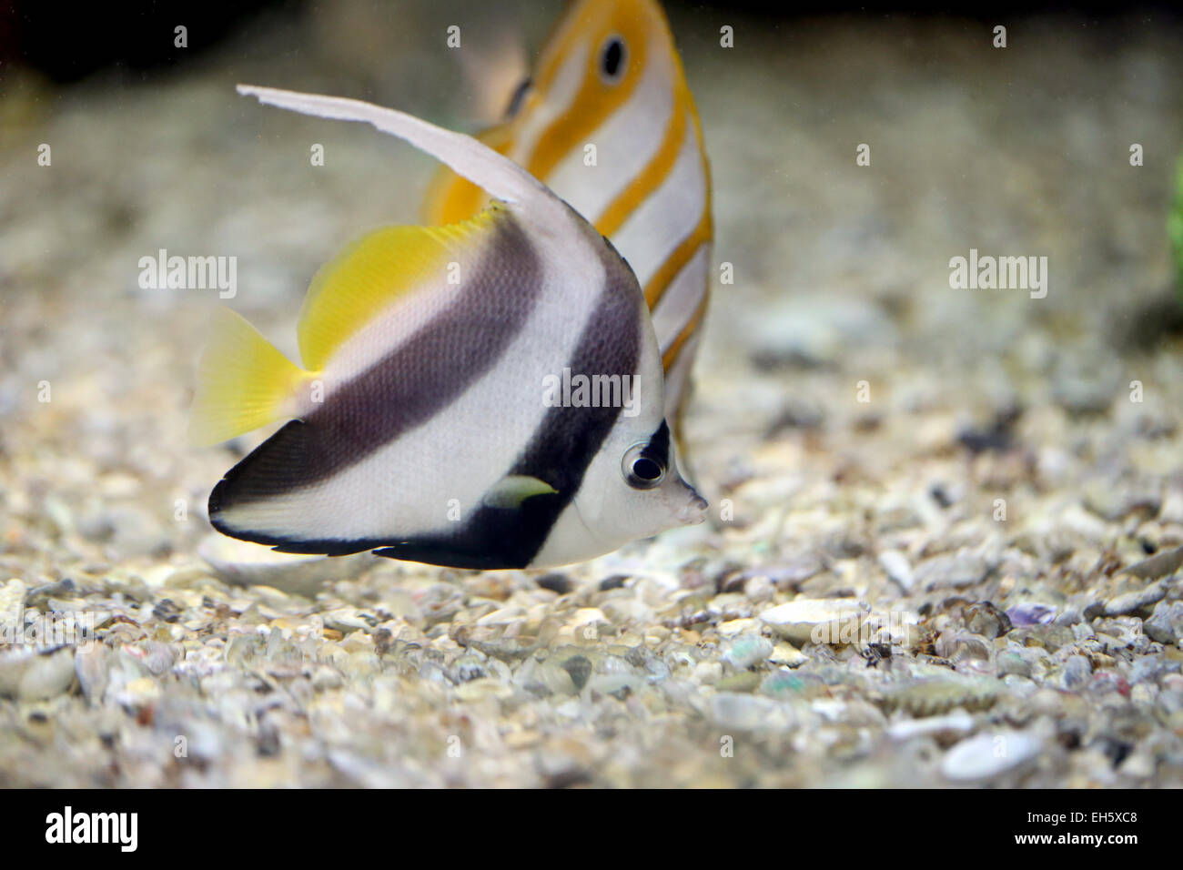 Focus the Butterfly Fish in Sea coral reef area Stock Photo - Alamy