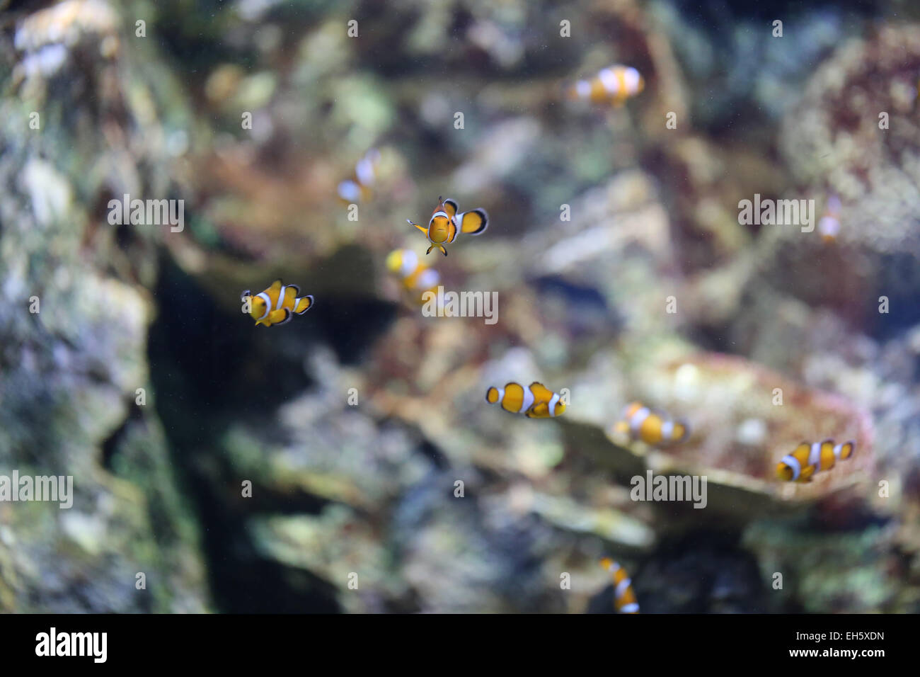 Focus the clownfish in Sea coral reef area Stock Photo - Alamy