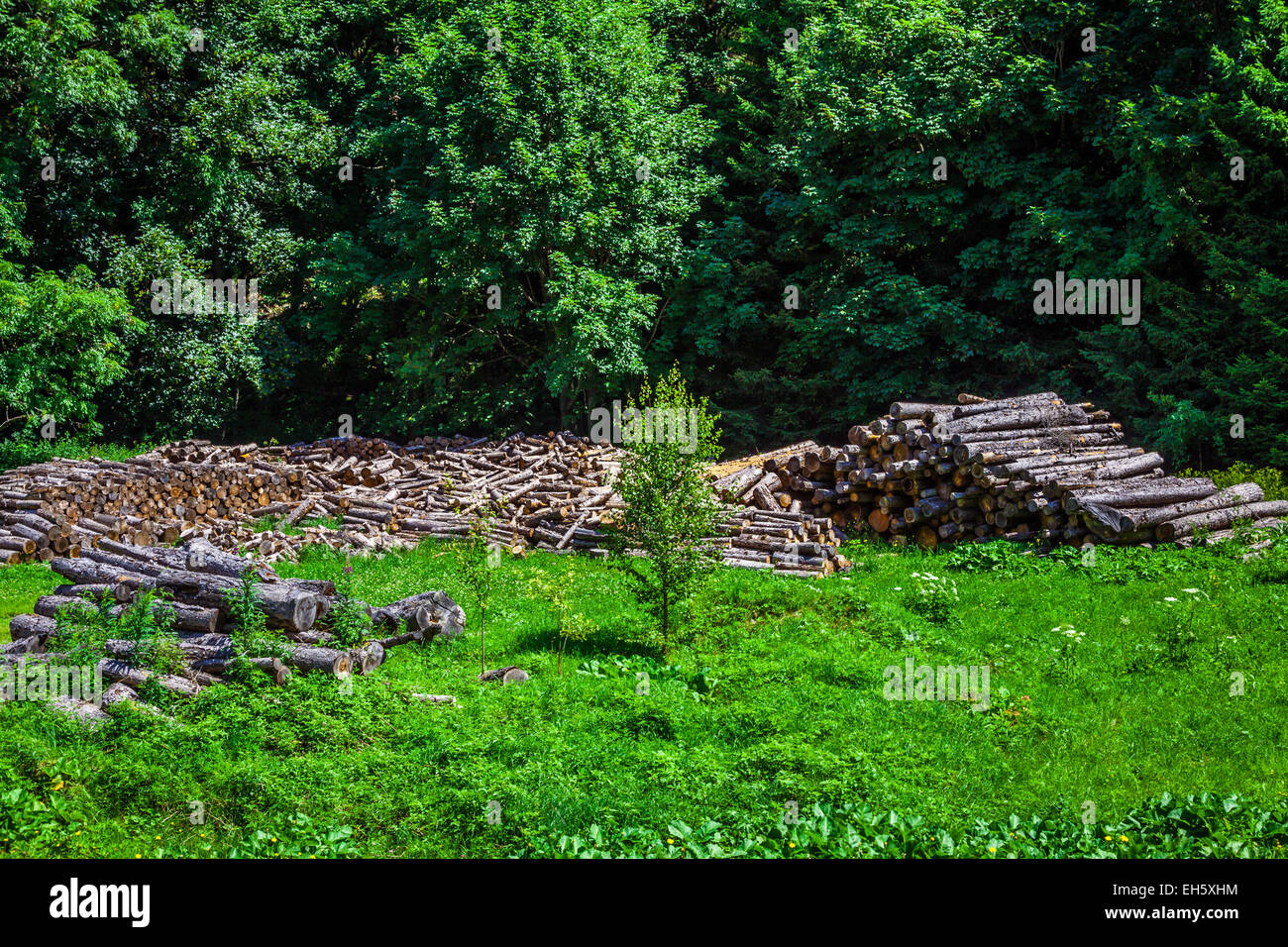 Deforested cut tree wood in forest Stock Photo - Alamy