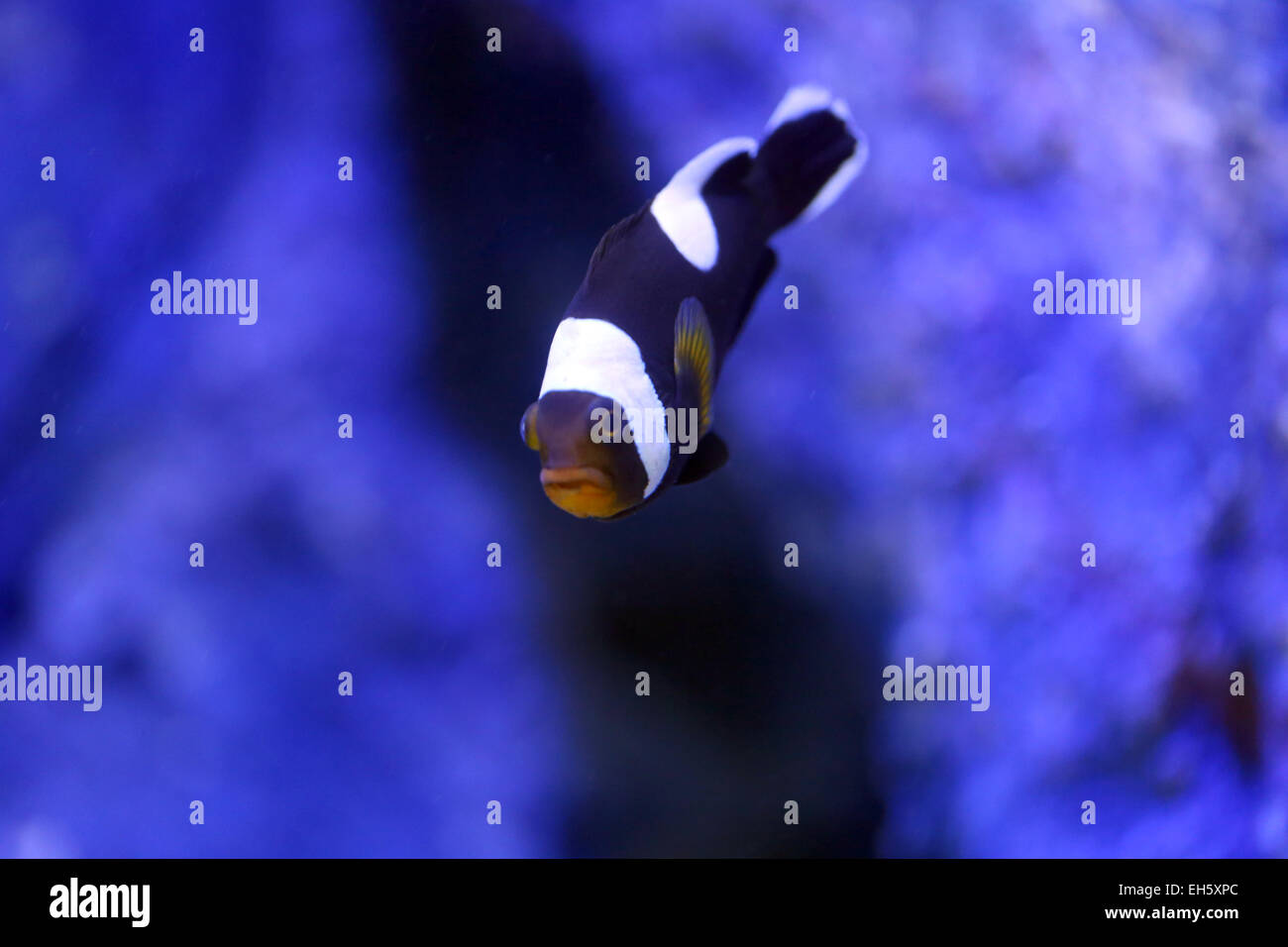 Focus the clownfish in Sea coral reef area Stock Photo - Alamy