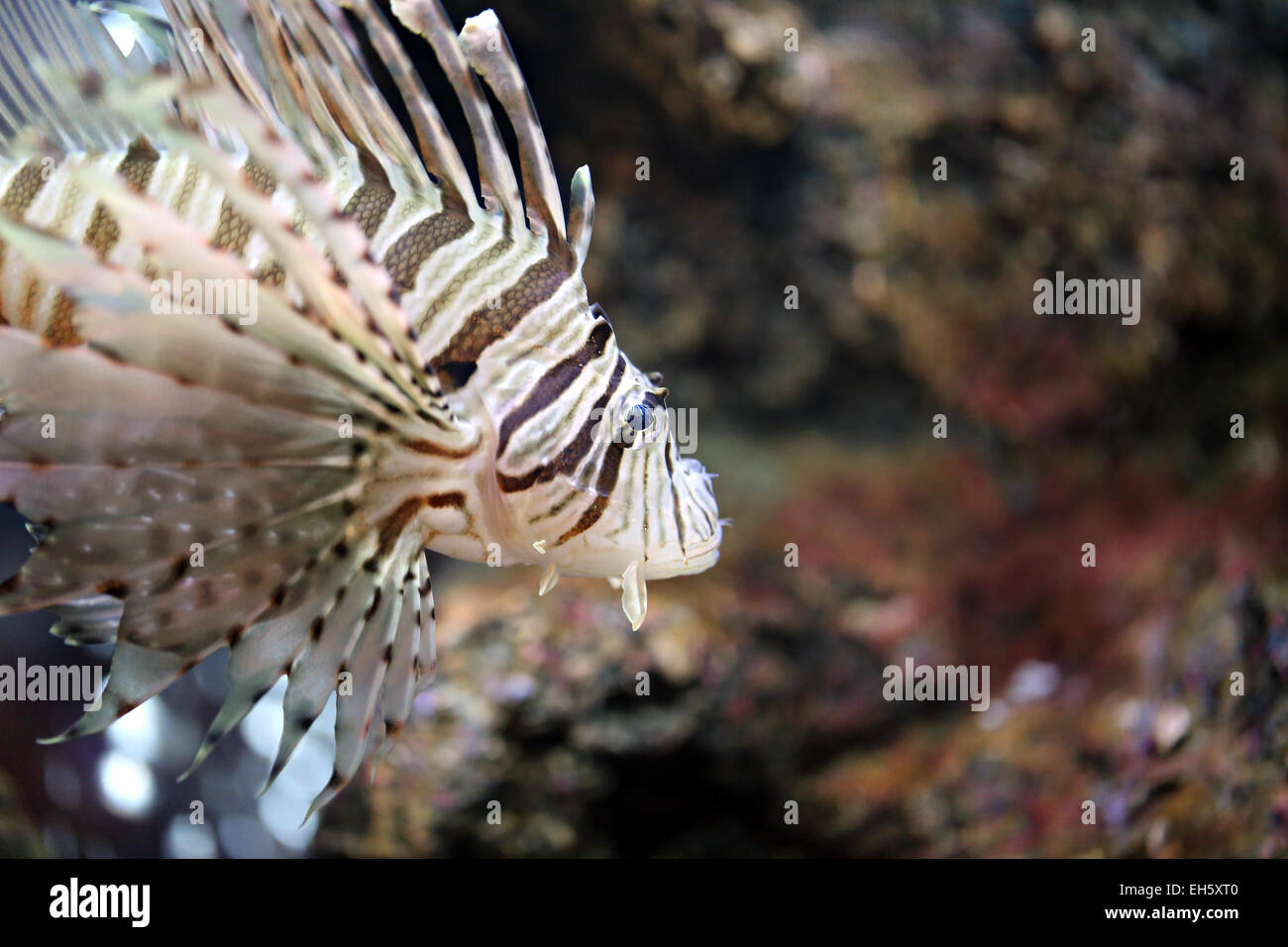 Focus the Lionfish and dangerous fish in the sea Stock Photo - Alamy