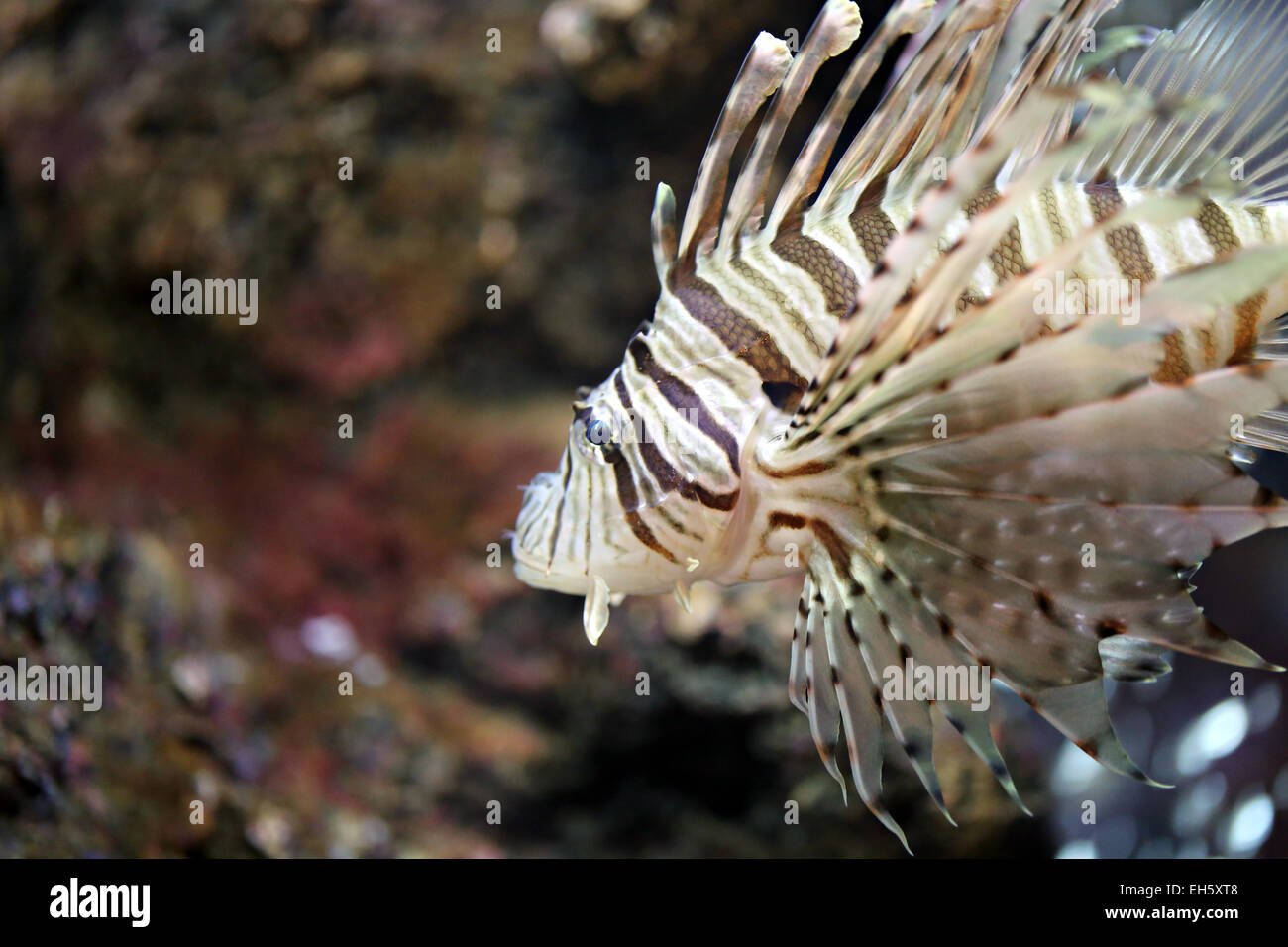 Dangerous fish hi-res stock photography and images - Alamy