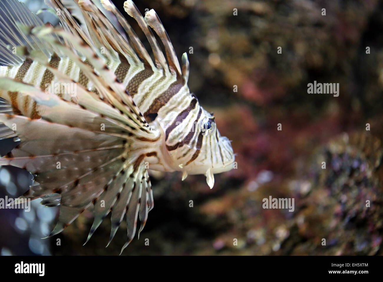 Fish underwater tropical lionfish hi-res stock photography and images ...