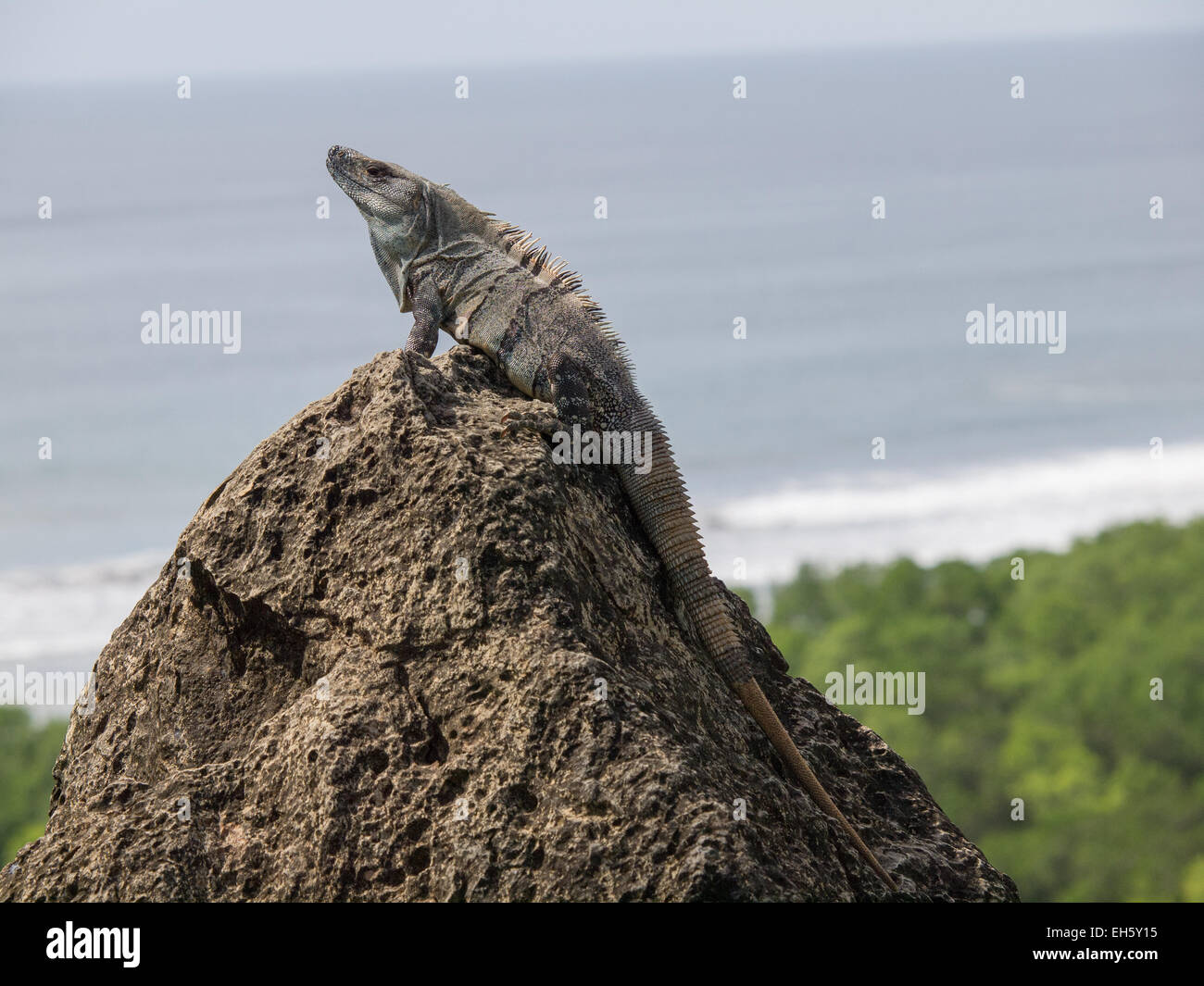 Spiny-tailed Iguana (Ctenosaura similis) sitting on a rock with the ...