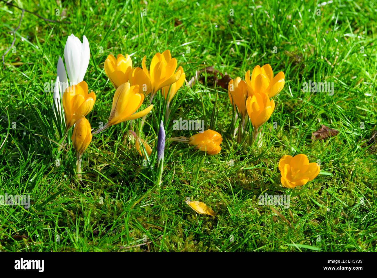 Spring lawn yellow flowers hi-res stock photography and images - Alamy