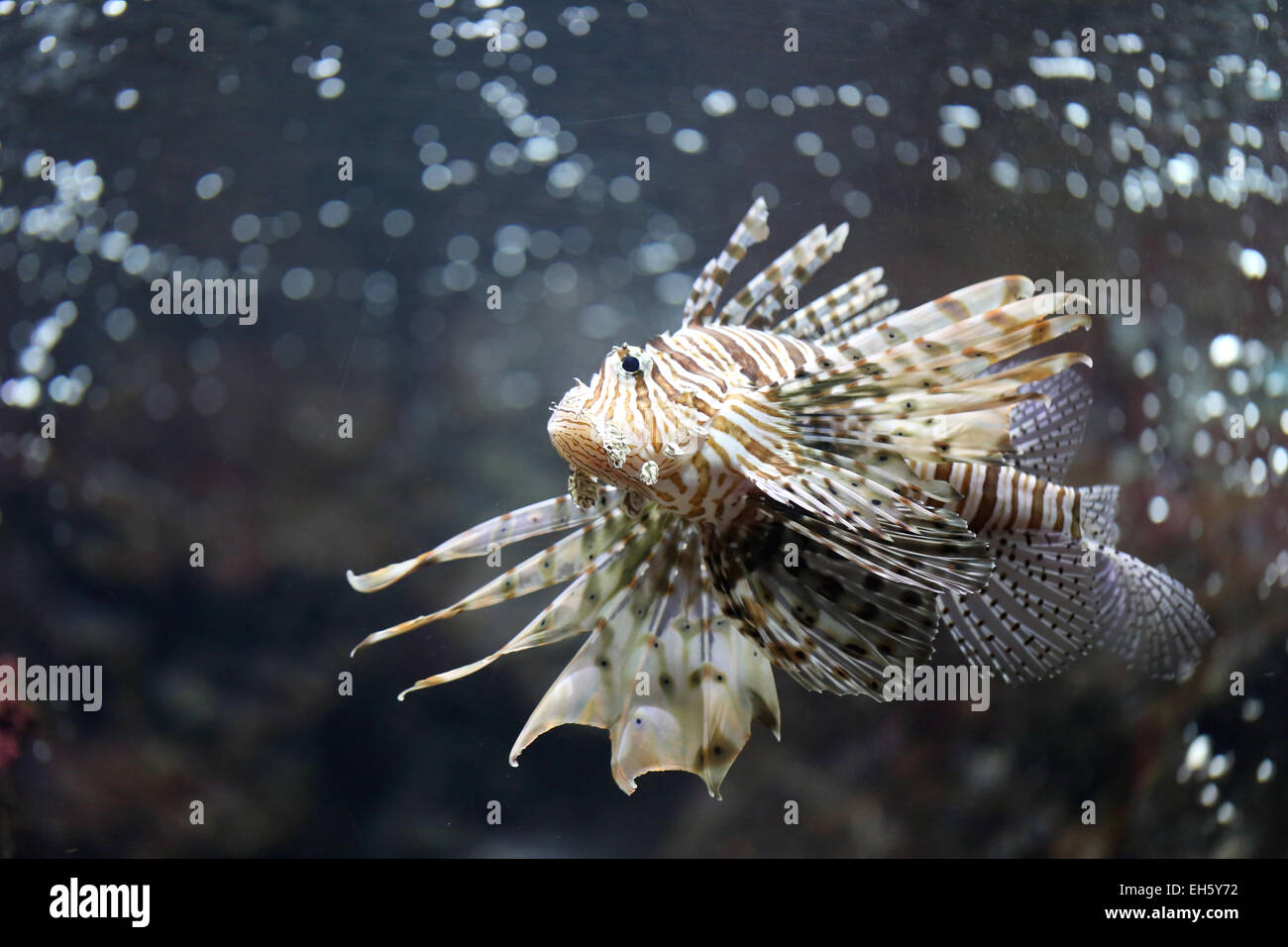 Deadliest Fish On Earth