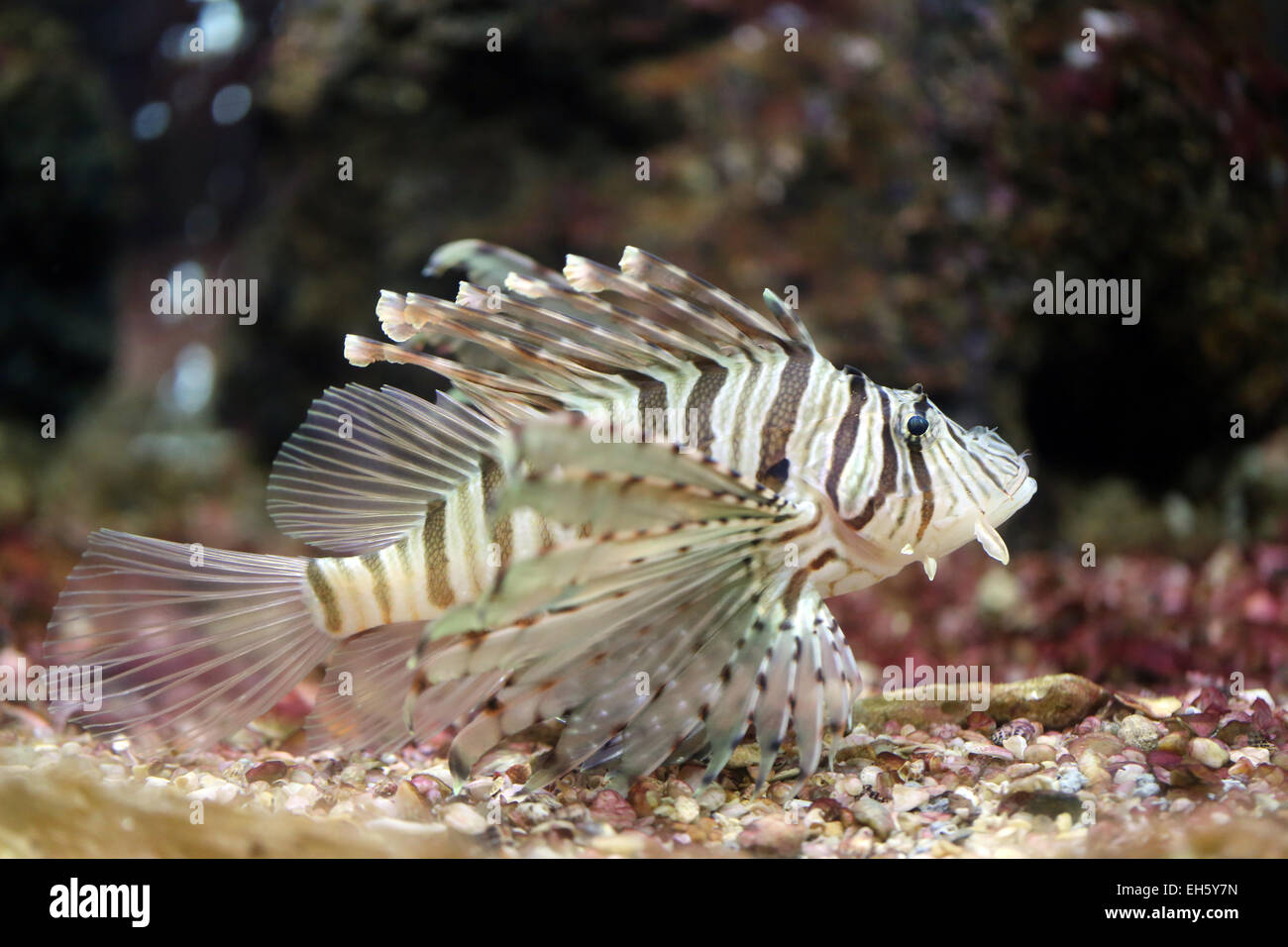 Focus the Lionfish and dangerous fish in the sea Stock Photo - Alamy