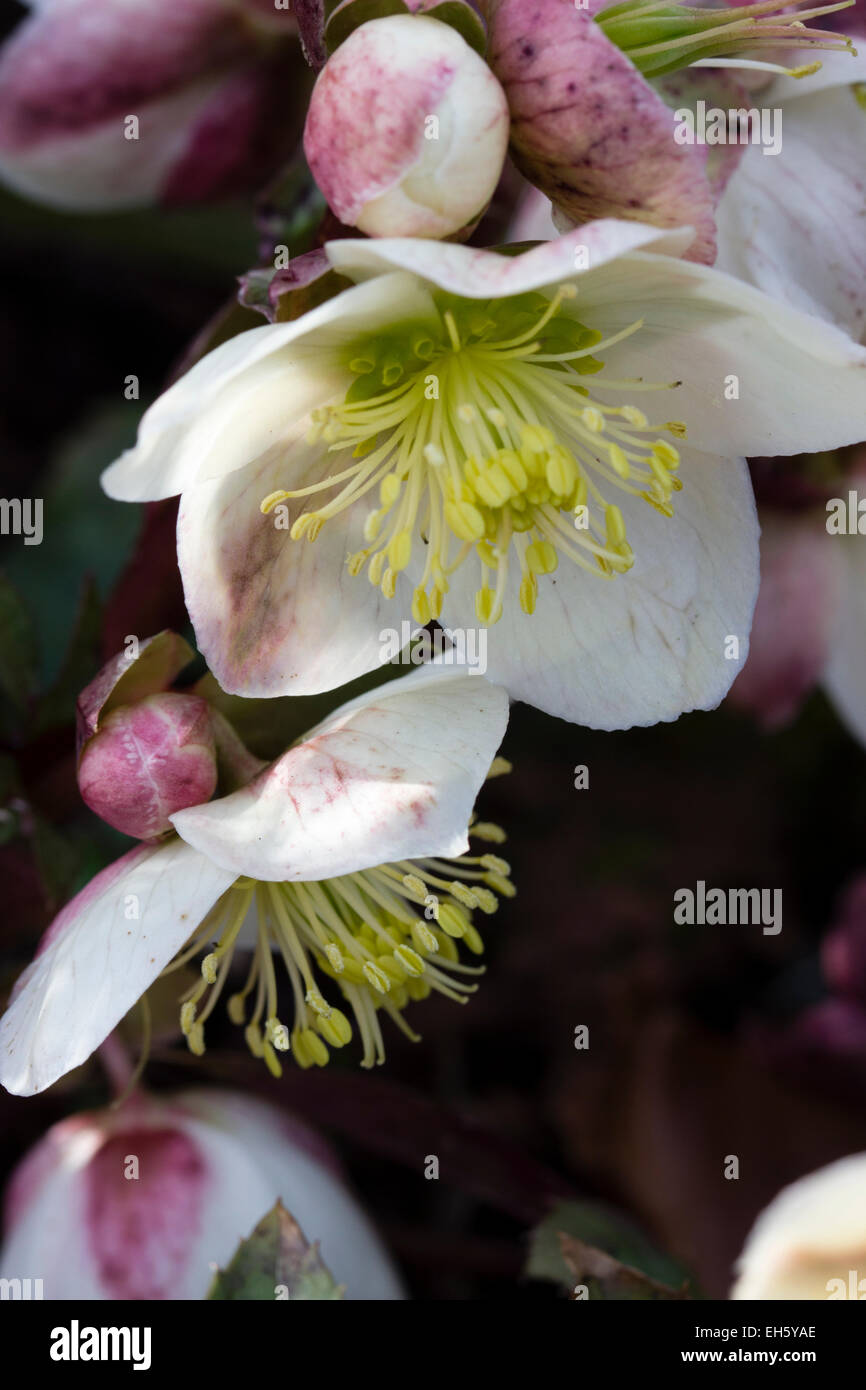 Close up of flowers of the winter flowering hybrid hellebore ...