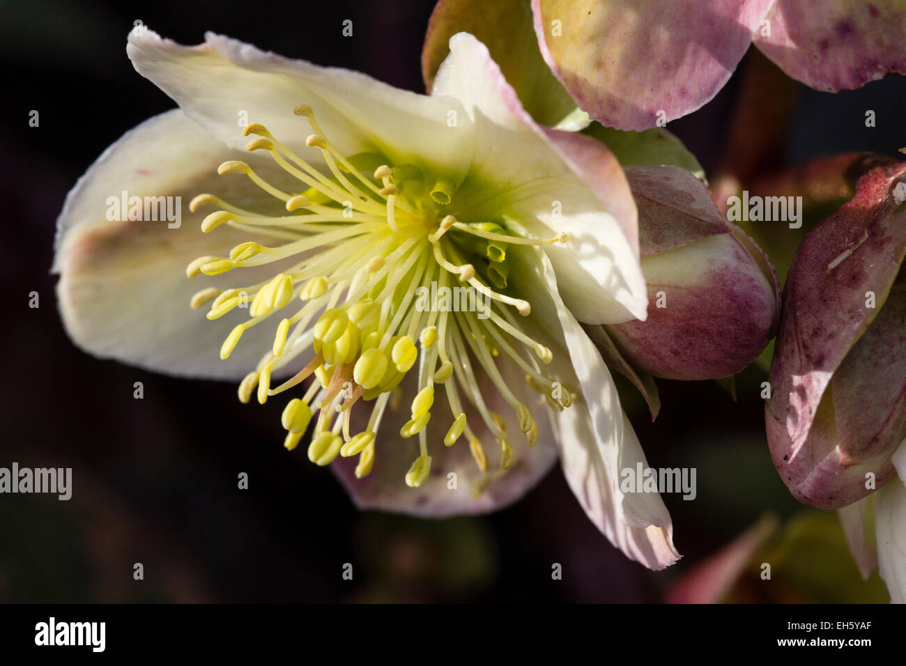 Close up of flowers of the winter flowering hybrid hellebore ...