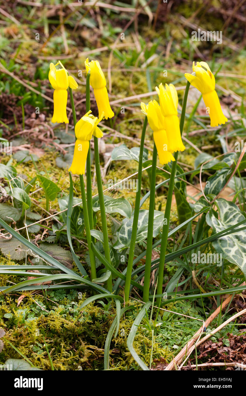 Swept back flowers of the early spring flowering bulb, Narcissus ...