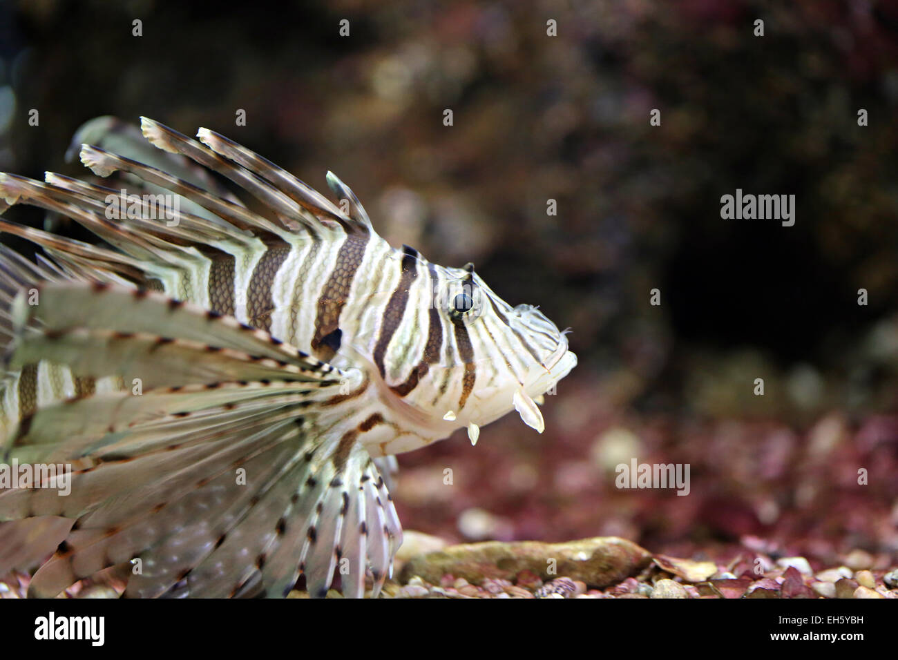 Focus the Lionfish and dangerous fish in the sea Stock Photo - Alamy