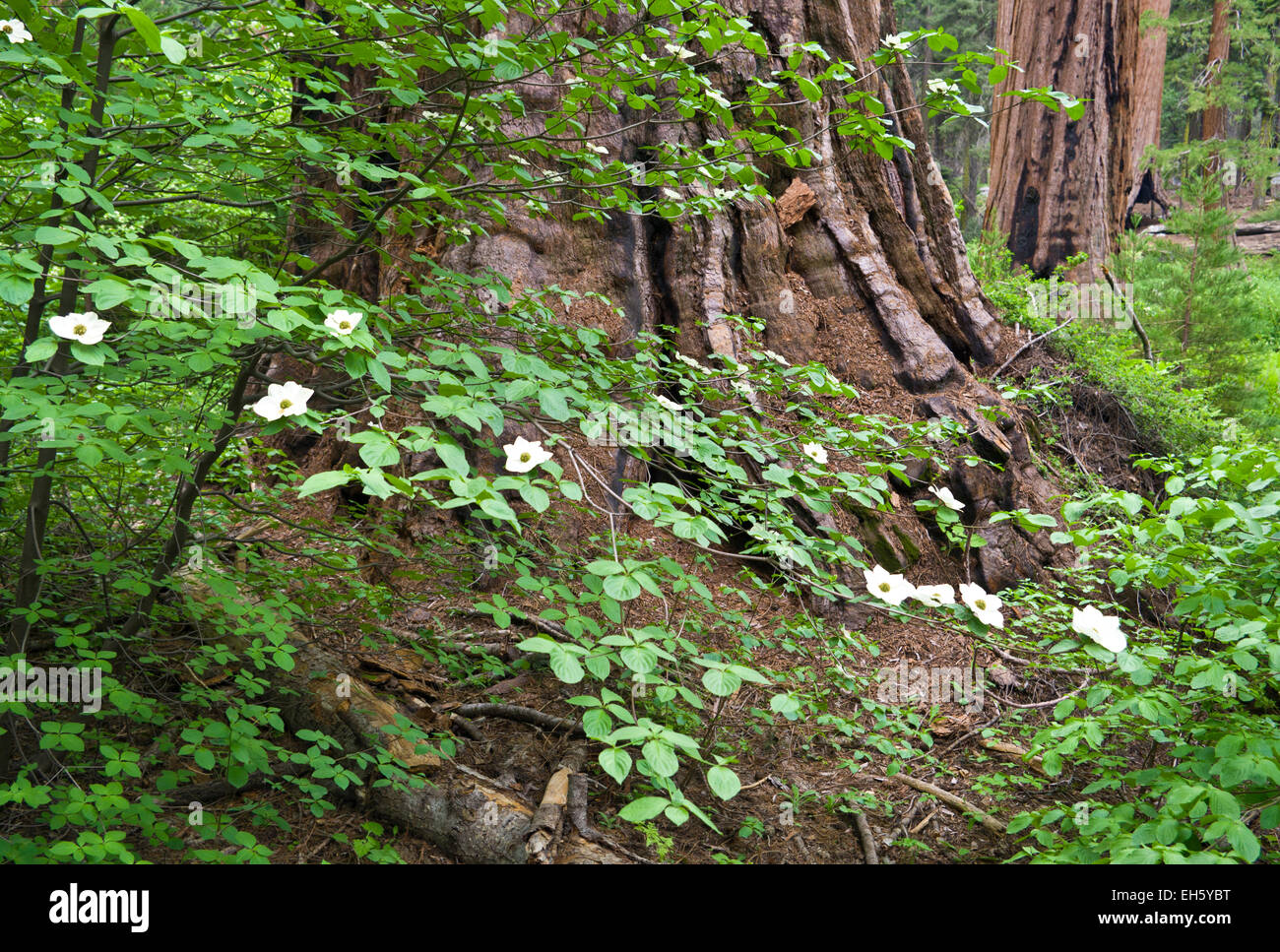 Flowering dogwood in front of a Sequoia redwood tree, Sequoia National ...