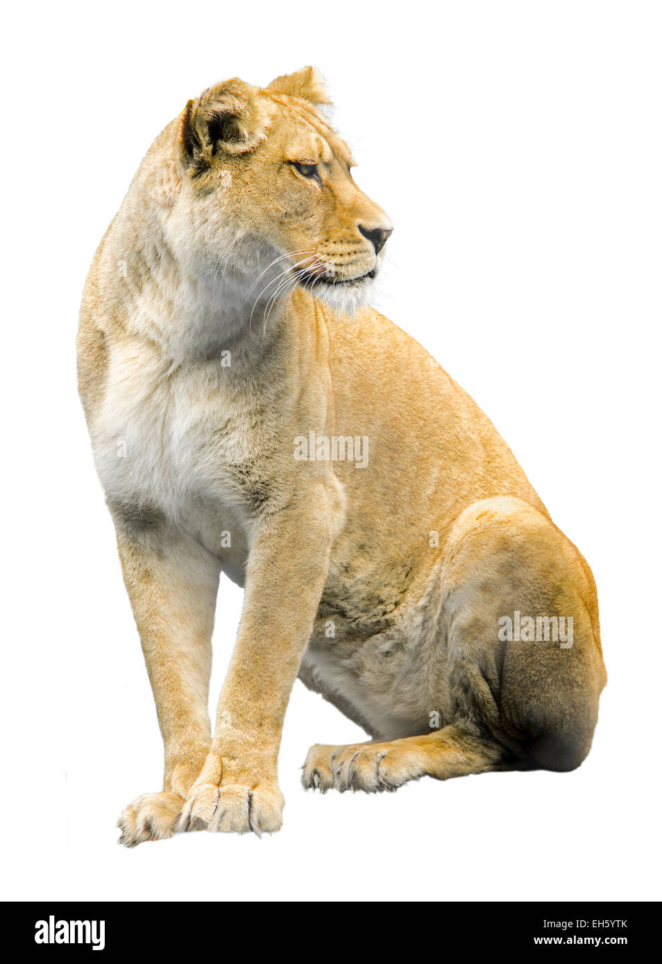 Lioness Sitting Back