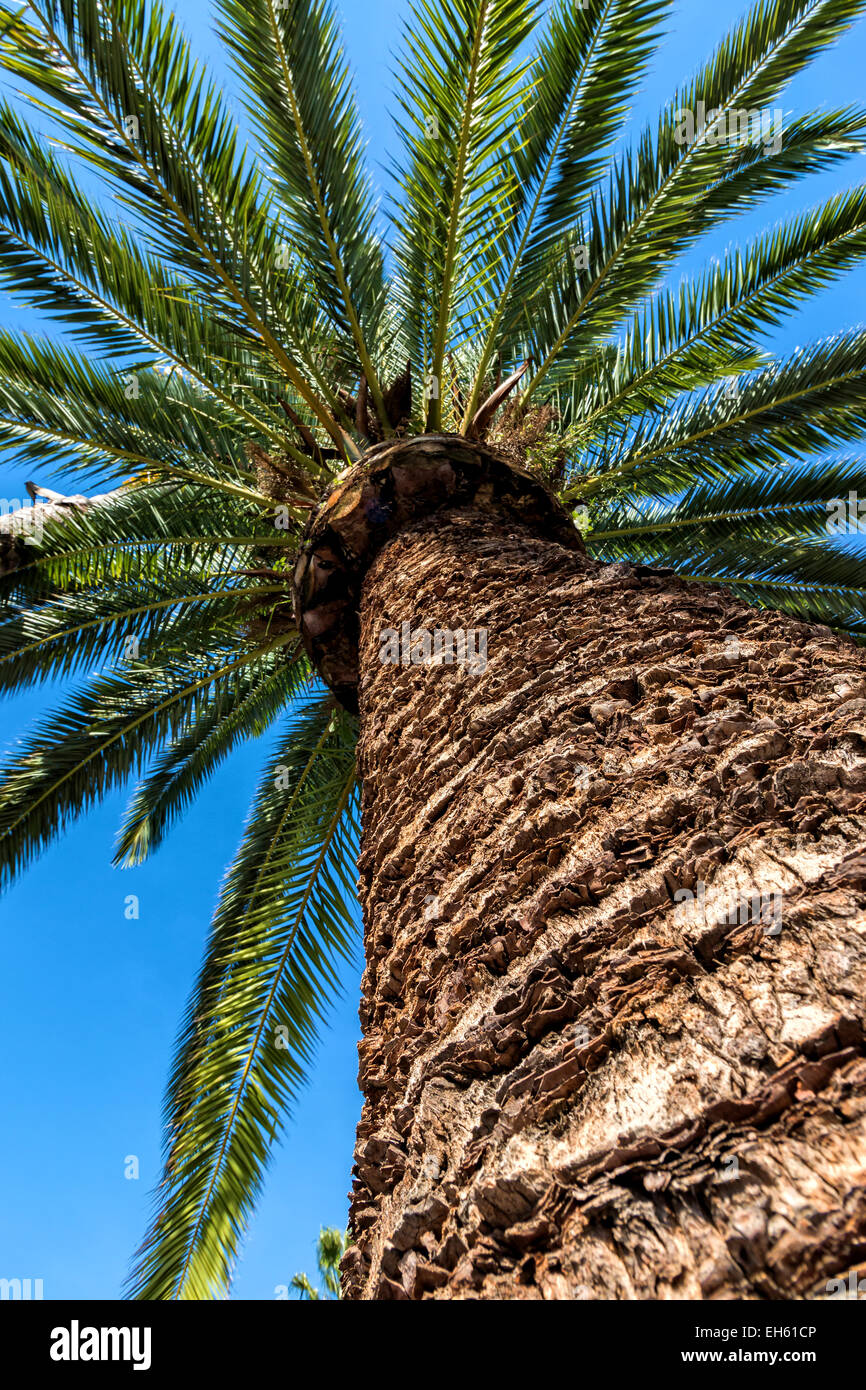 Palm tree from below photographed Stock Photo - Alamy