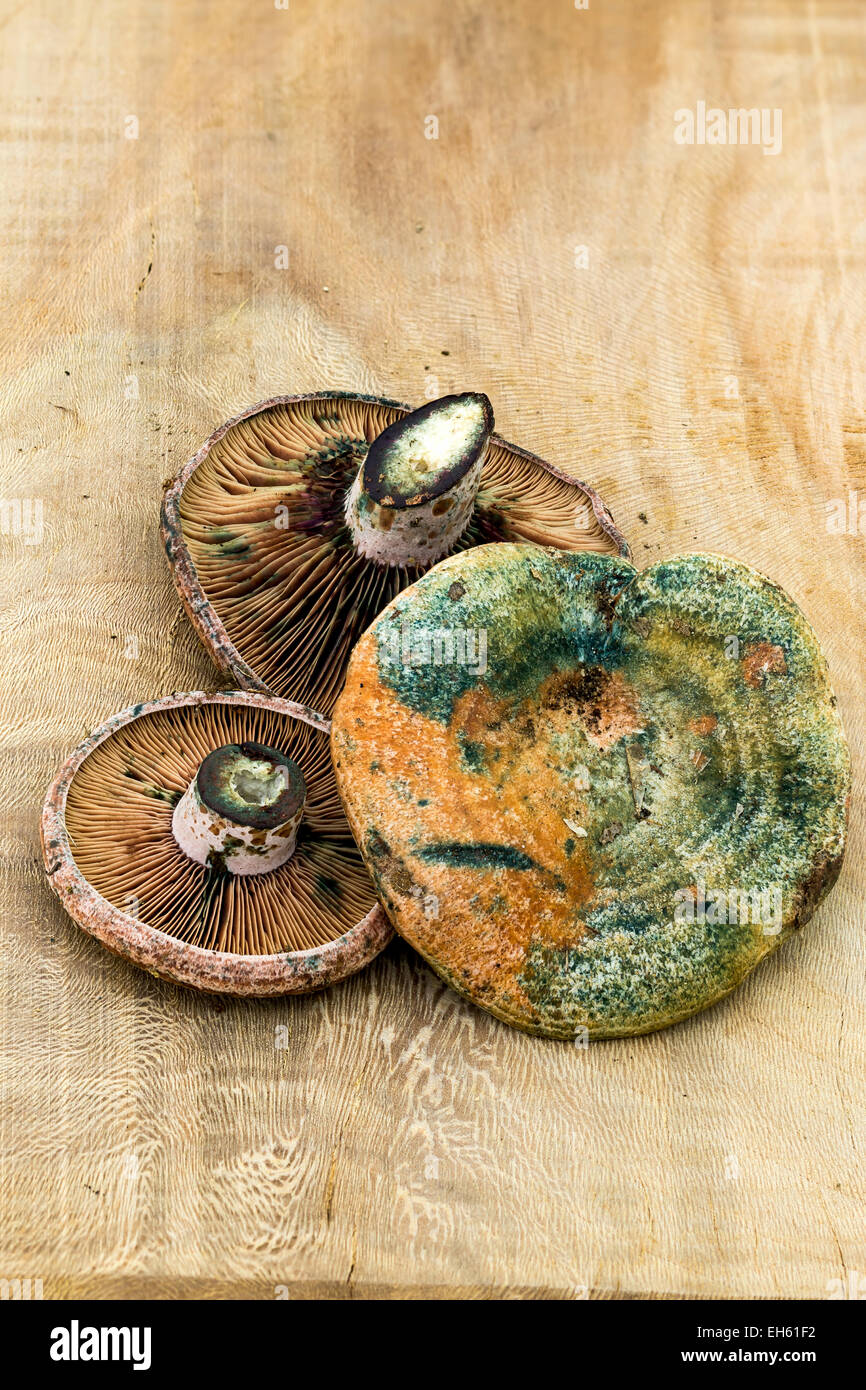 Closeup fom Saffron milk cap (Lactarius deliciosus Stock Photo - Alamy