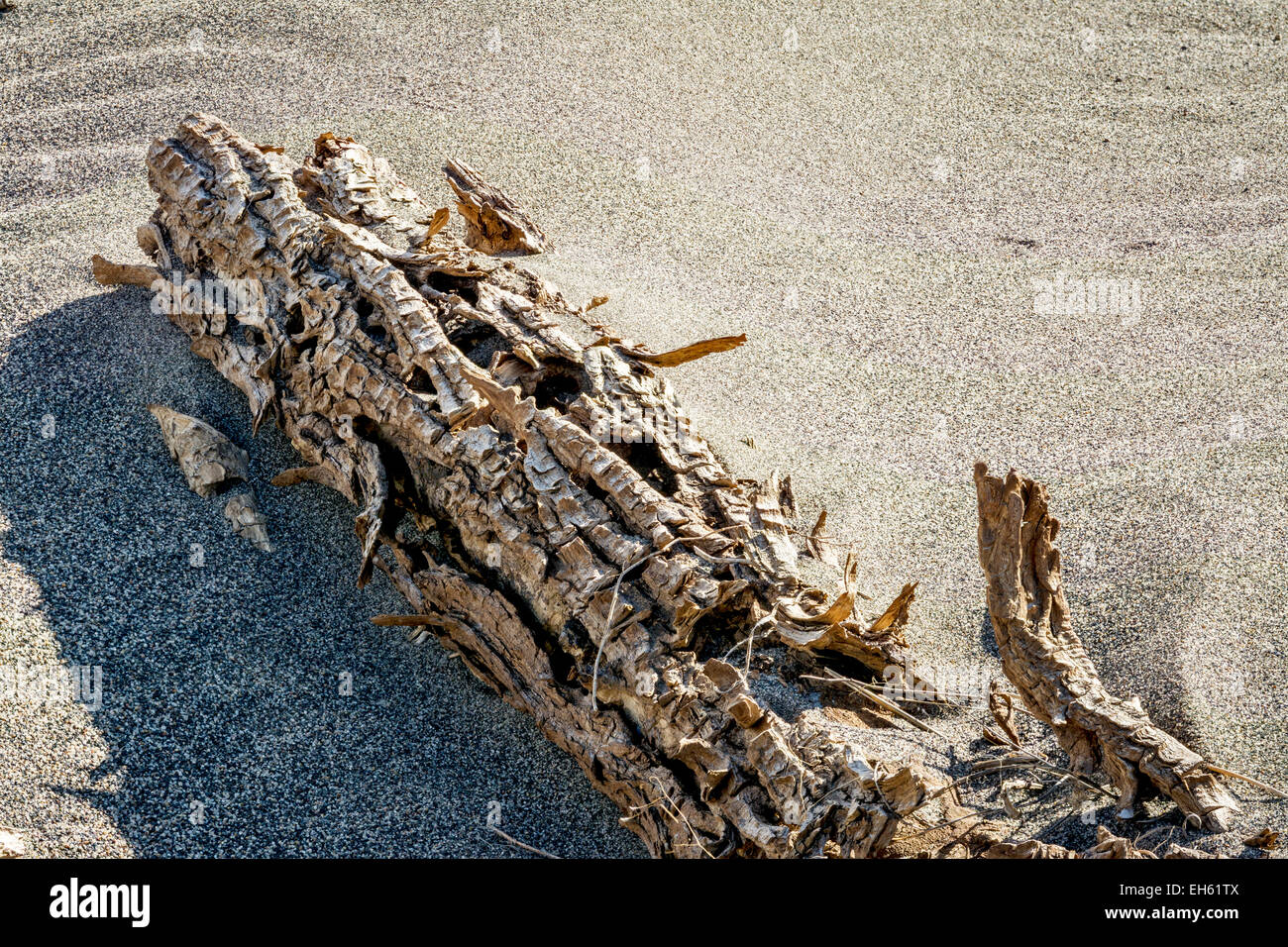 Decaying log hi-res stock photography and images - Alamy