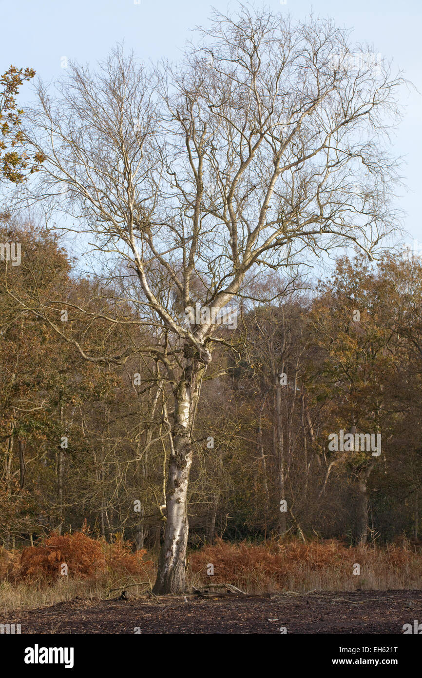 Downy Birch (Betula pubiscens). For the species, an older tree ...
