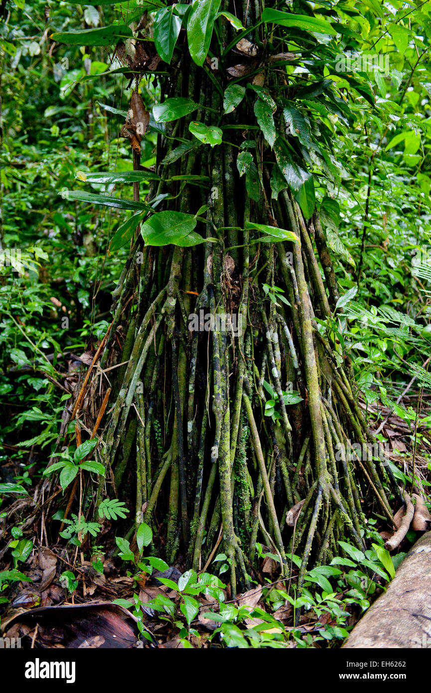 A view of the Tambopata Province forest on a sunny day Stock Photo - Alamy