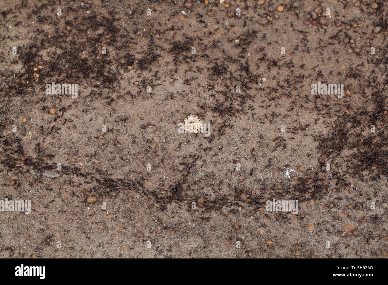 Driver ant hi-res stock photography and images - Alamy