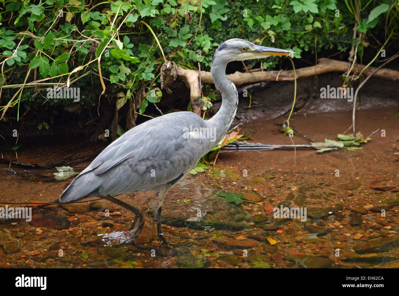 Duntocher hi-res stock photography and images - Alamy