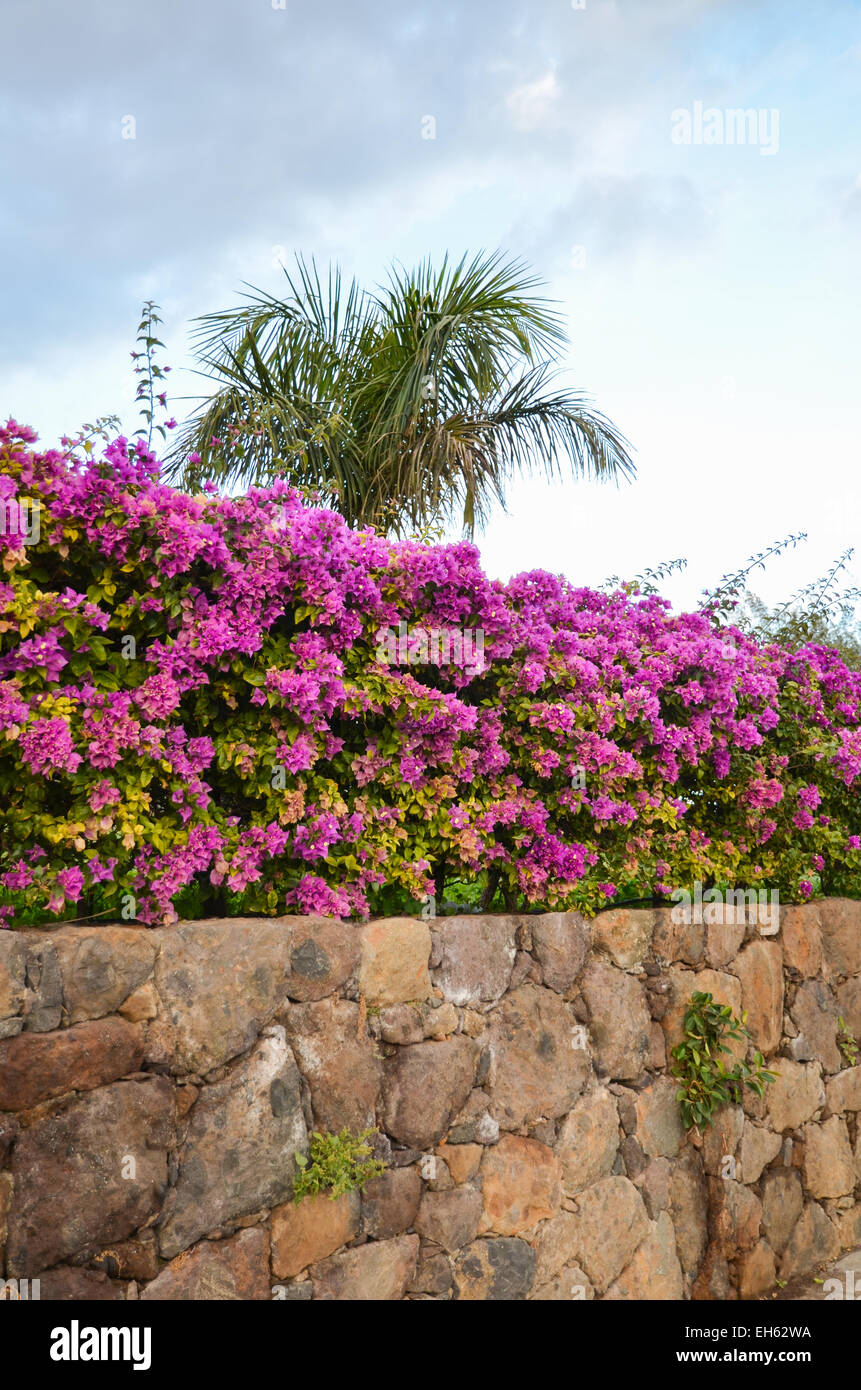 Tropical stone wall with flowers and palm tree at the island Gran ...