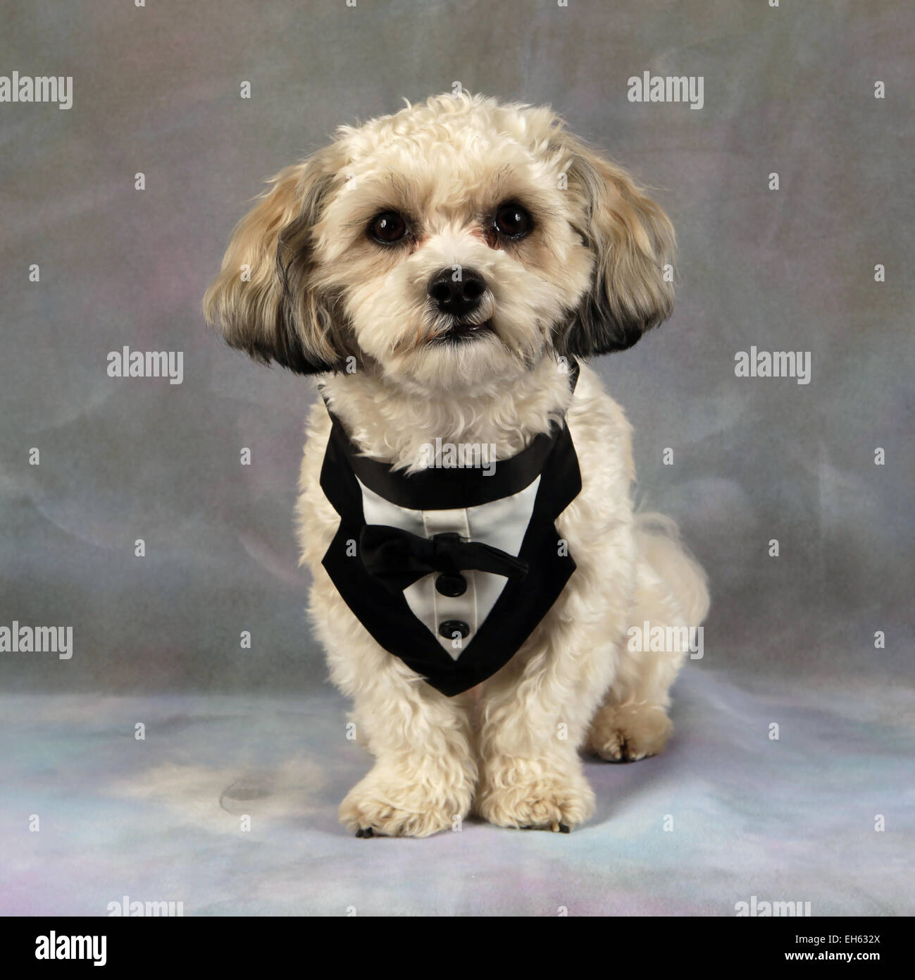 Shih Tzu mixed breed dog wearing tuxedo costume, New York, USA ...