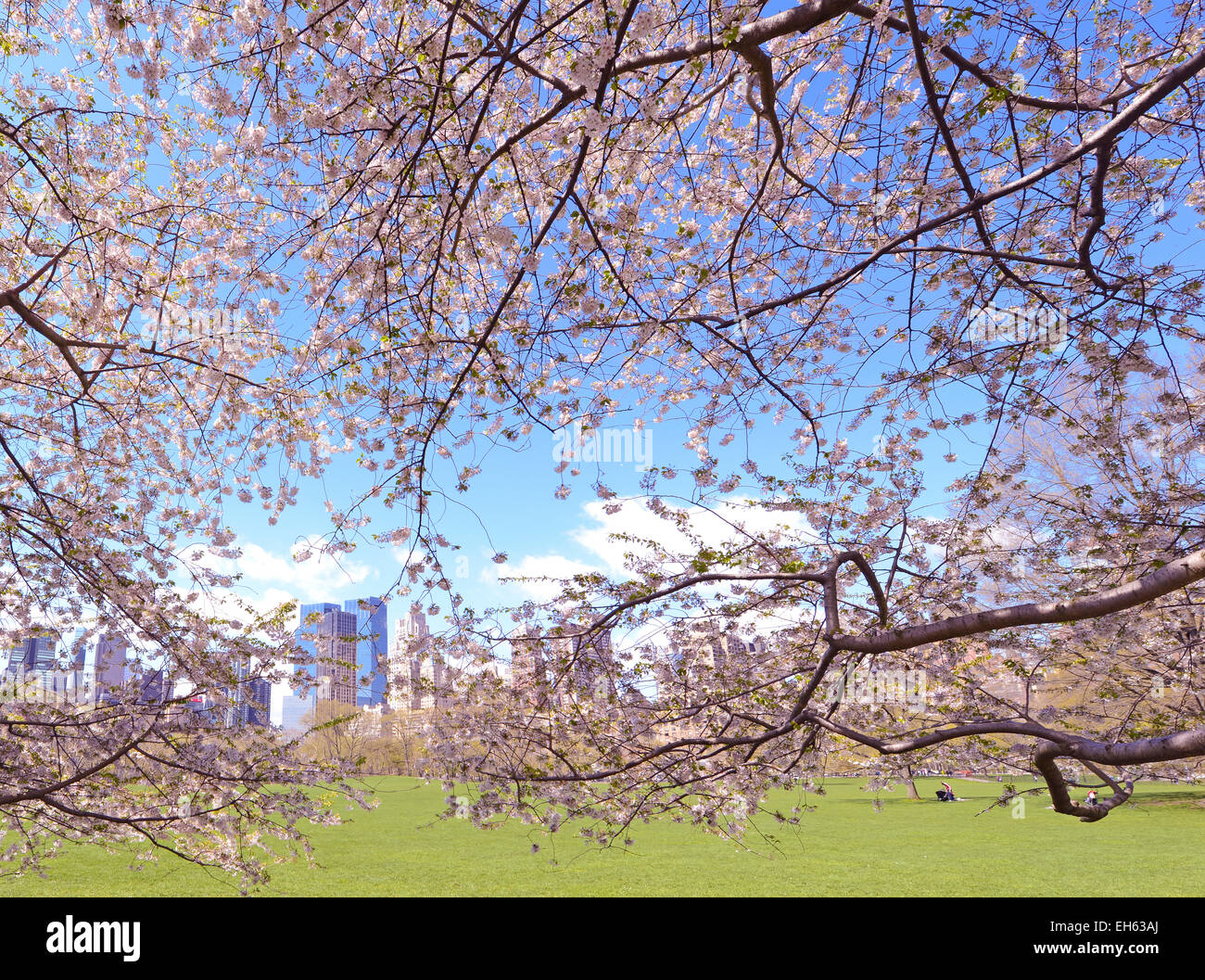 Cherry blossoms in bloom in Spring time Stock Photo - Alamy