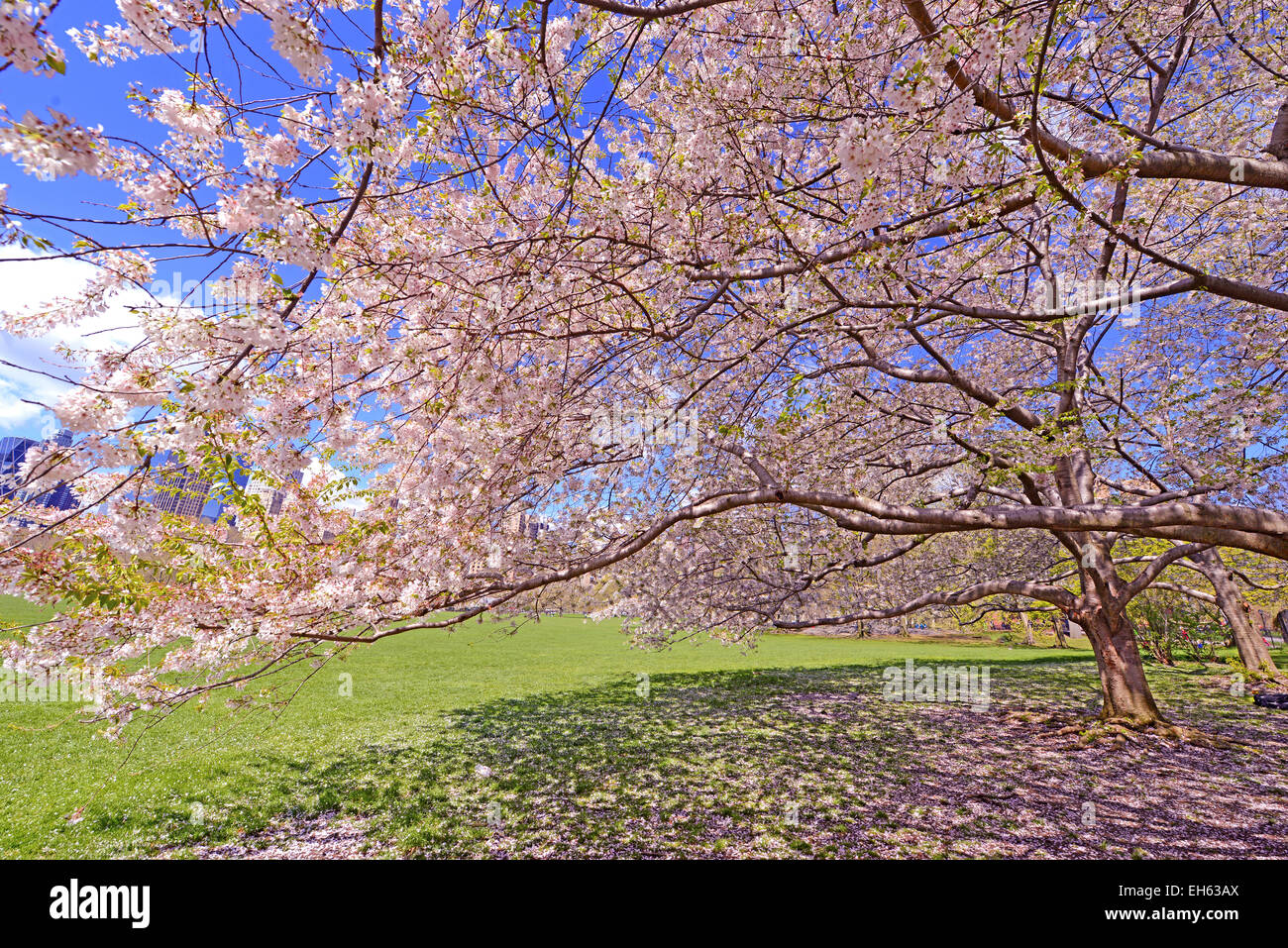 Cherry blossoms in bloom in Spring time Stock Photo - Alamy