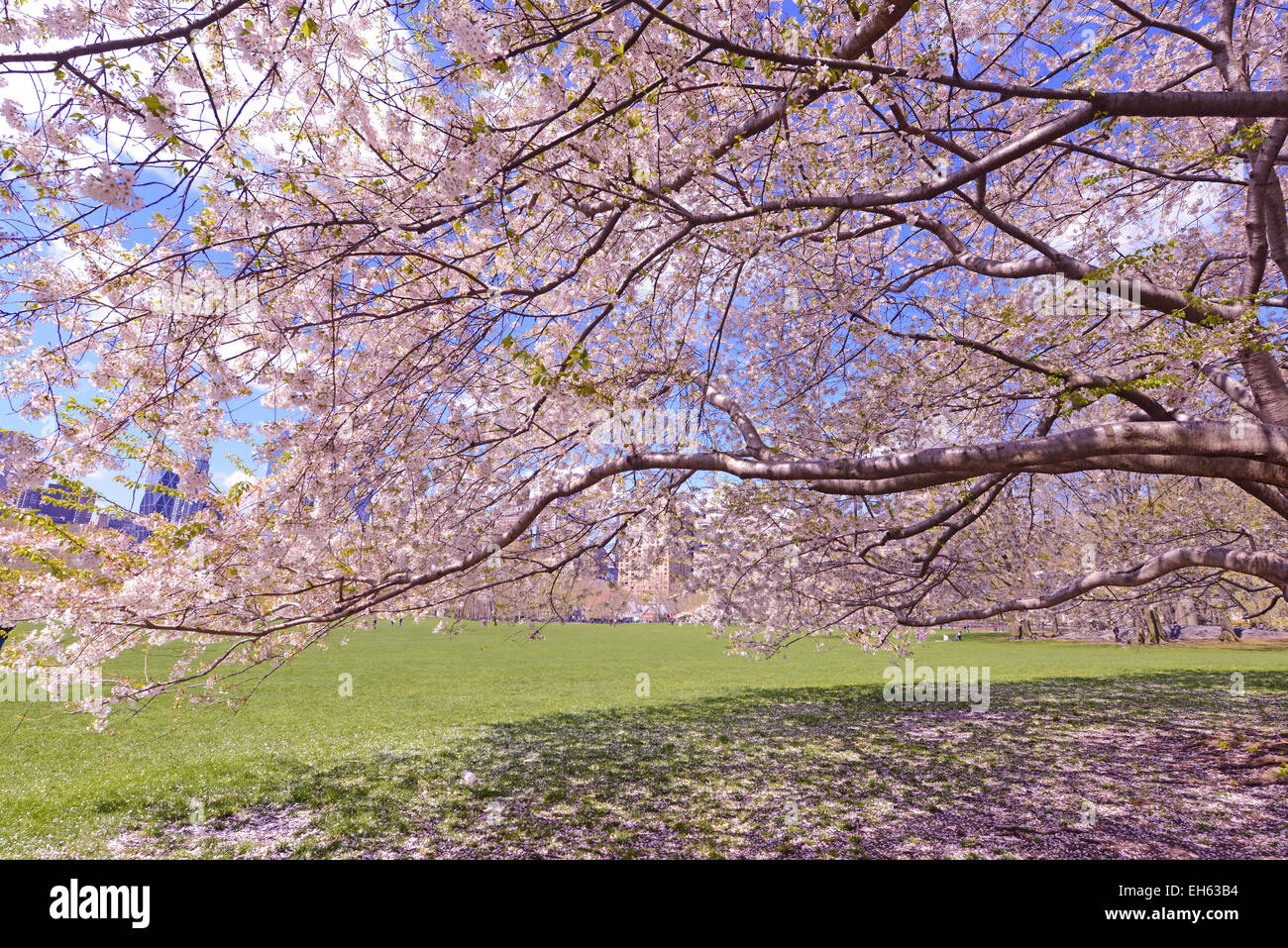 Cherry blossoms in bloom in Spring time Stock Photo - Alamy