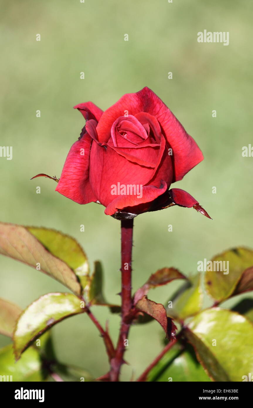 Closeup of a beautiful red rose Stock Photo - Alamy