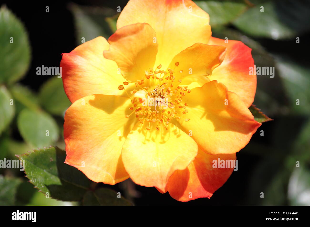Red yellow flower stamens hi-res stock photography and images - Alamy