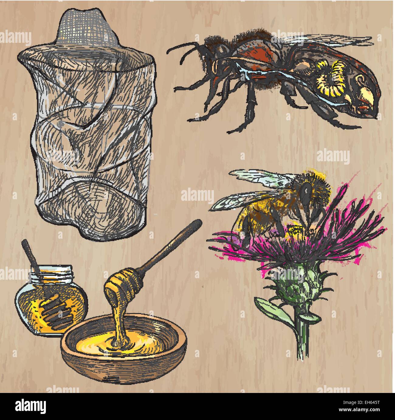 Zoology 1 Stock Vector Images - Alamy