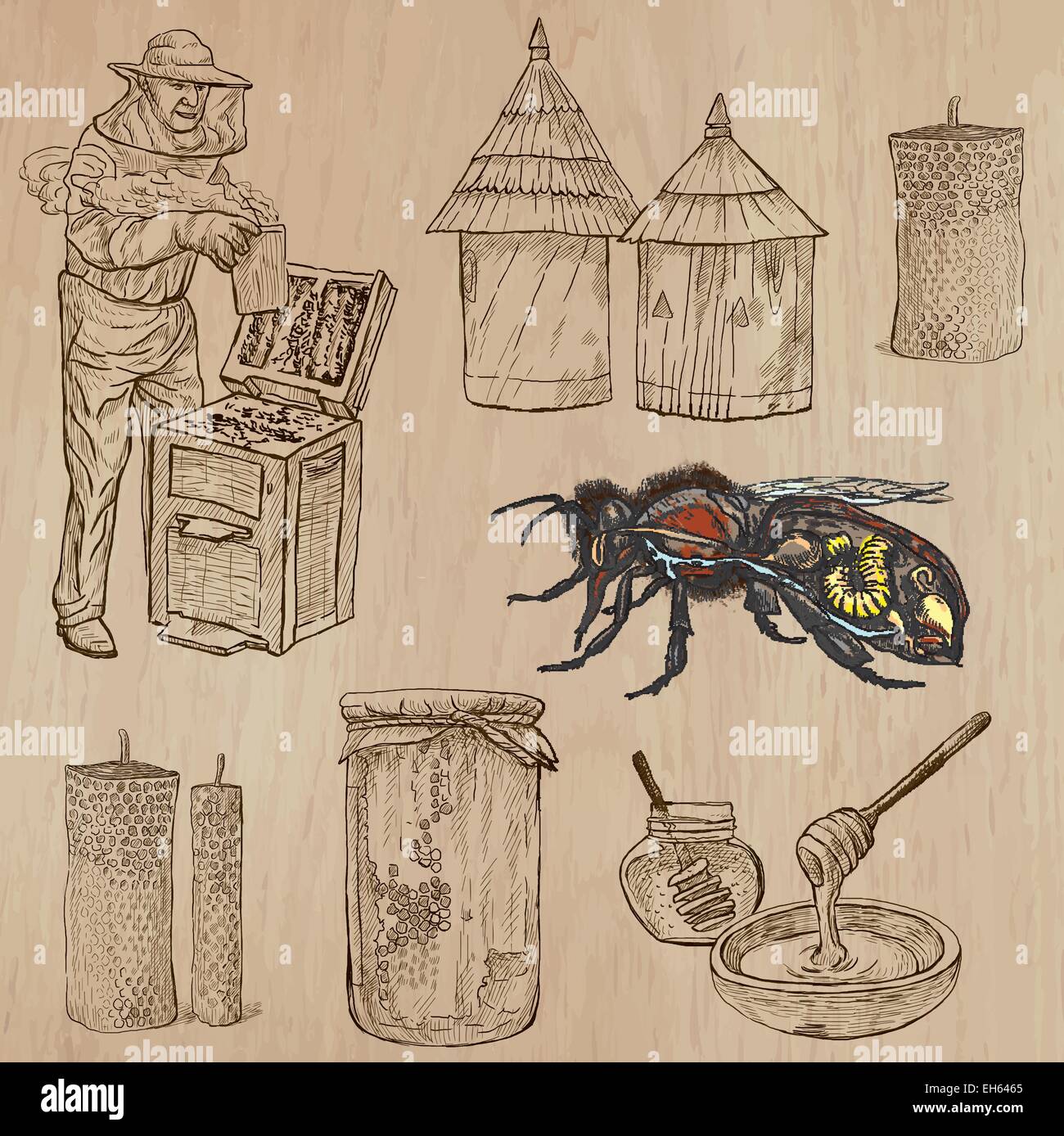 BEES, BEEKEEPING and HONEY. Collection of an hand drawn vector ...