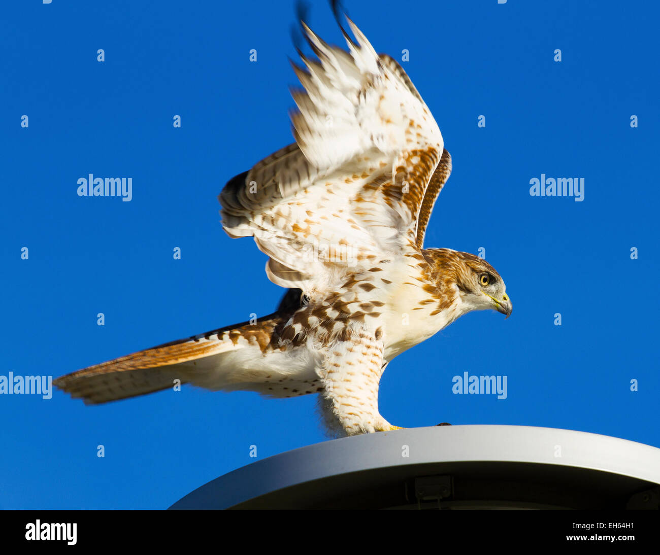 A red tail hawk spreading it's wings on a light stand Stock Photo - Alamy