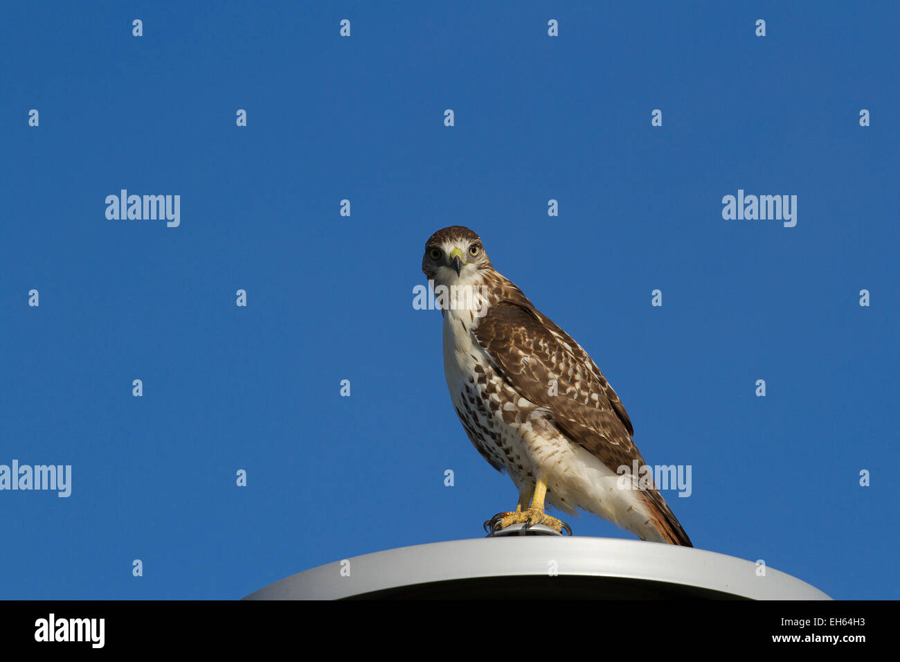 A red tail hawk resting on a light stand Stock Photo - Alamy