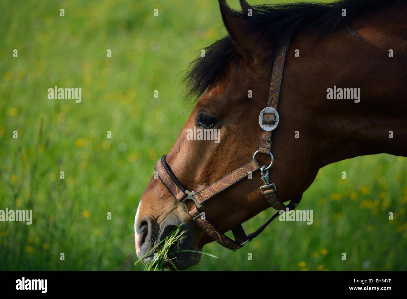 Red brown horse eye hi-res stock photography and images - Alamy