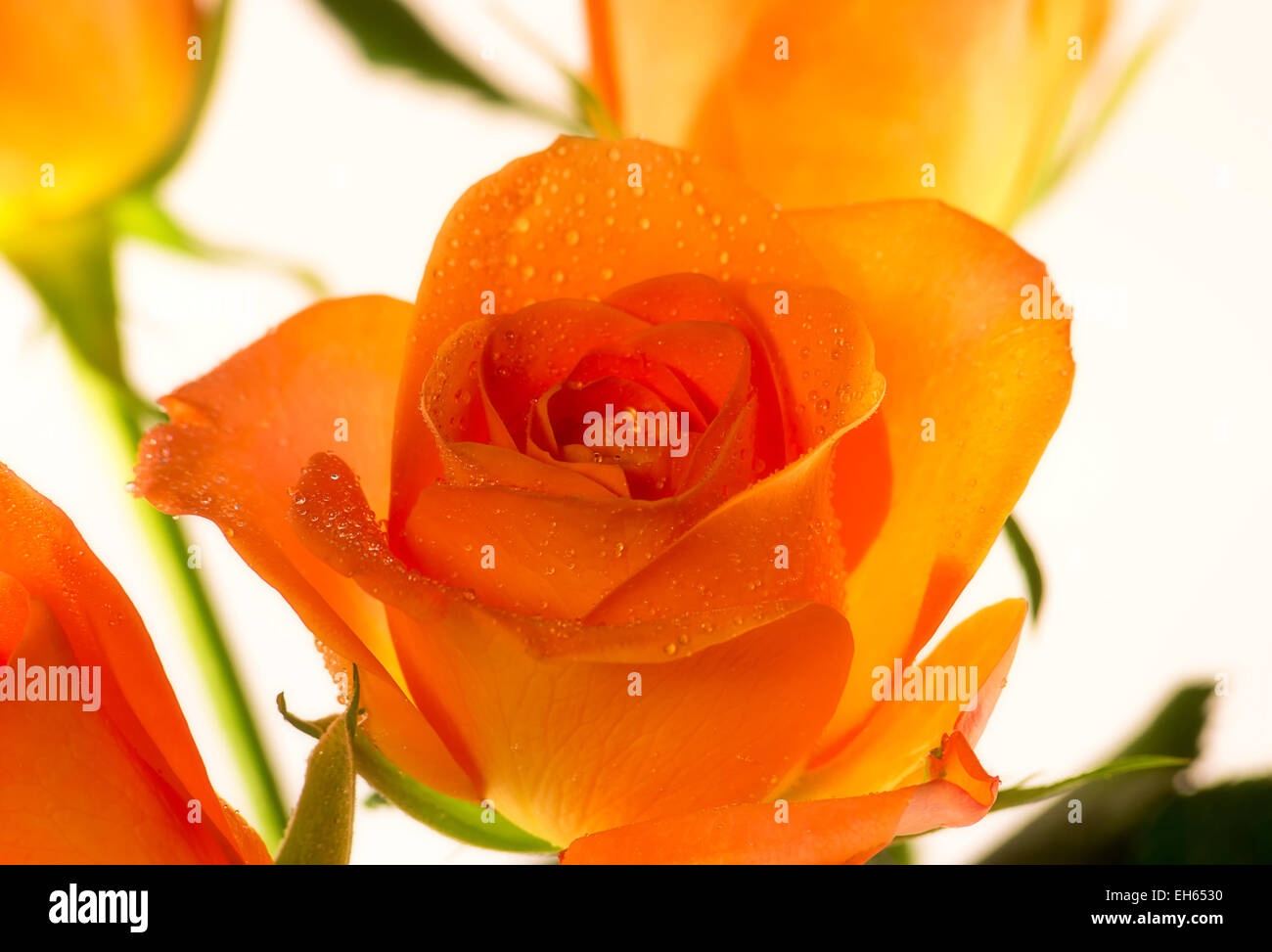 rose,valentine,gift,romantic,petals,gentle,love,romance,birthday ...