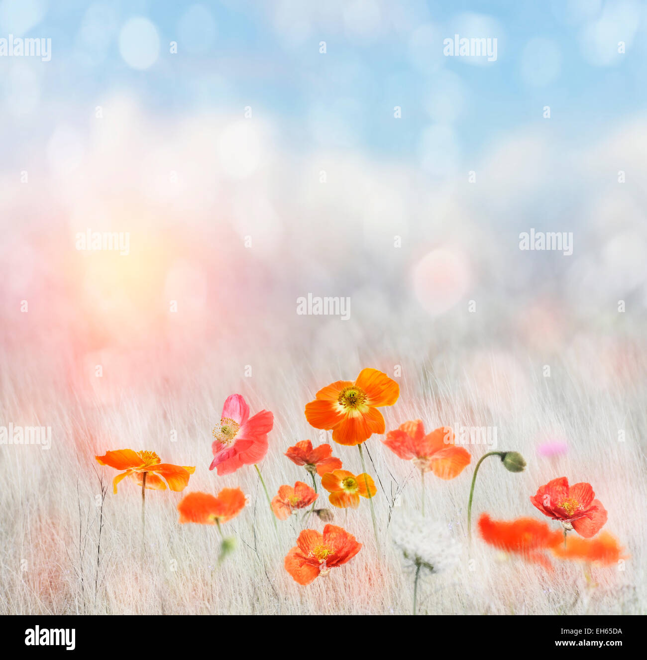 Digital Painting Of Poppy Flowers Stock Photo - Alamy