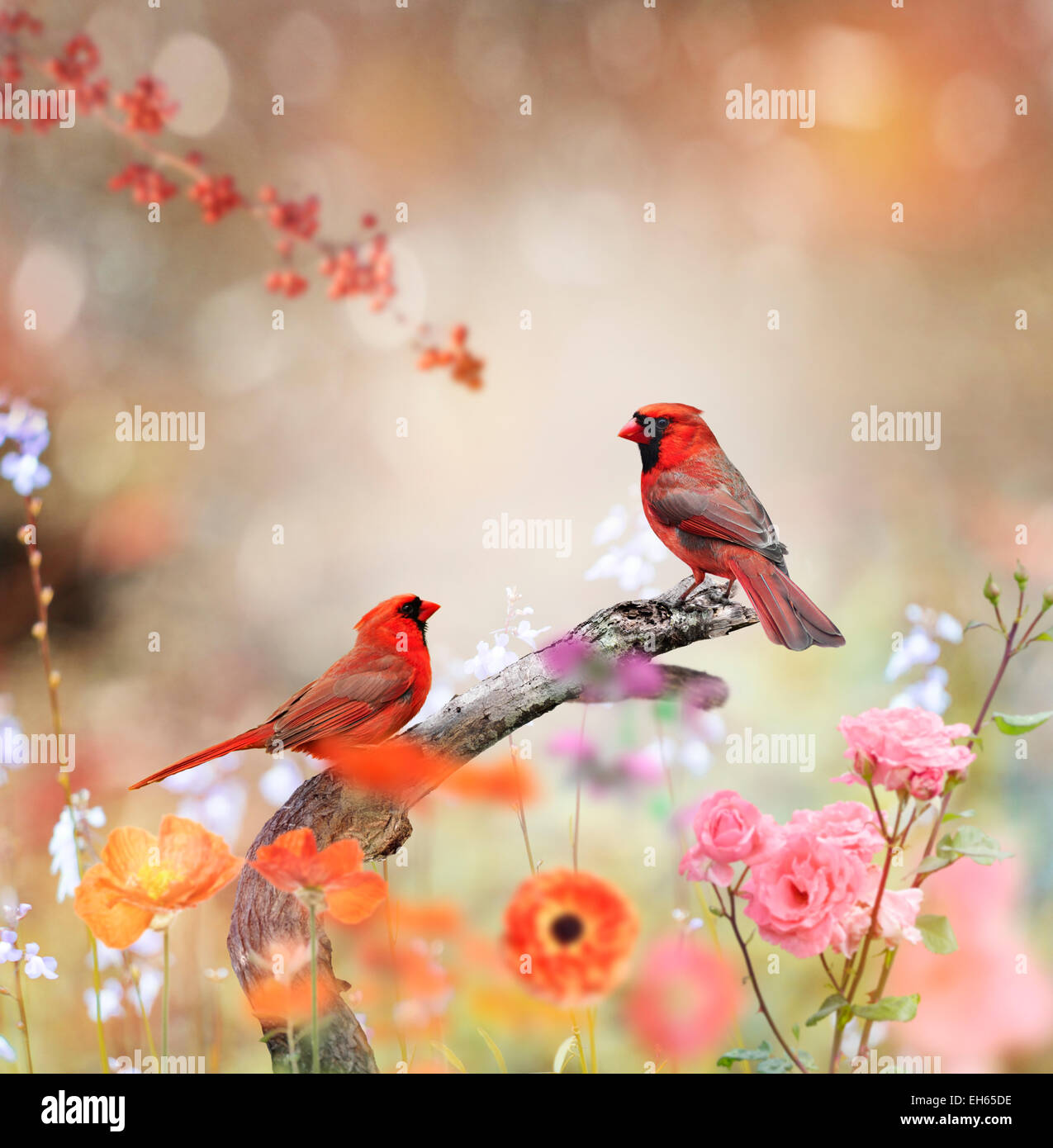 Northern Cardinals Perched In The Garden Stock Photo - Alamy