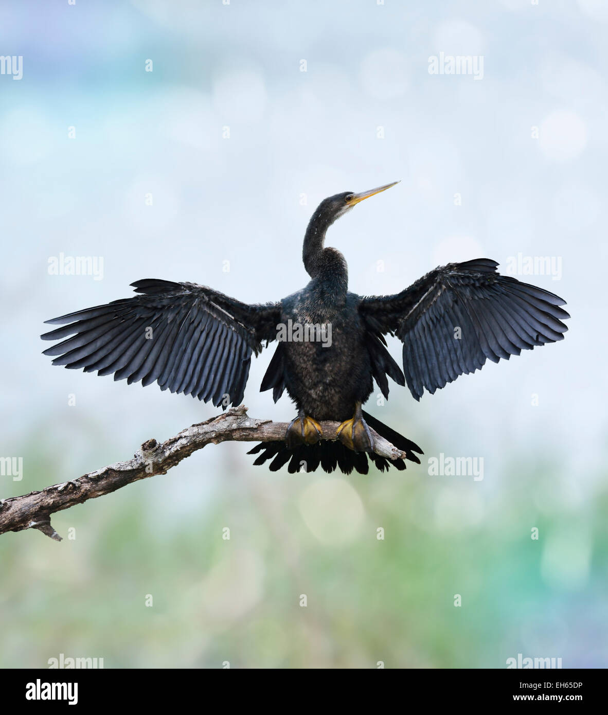 Anhinga Bird Perched Against The Sky Stock Photo - Alamy