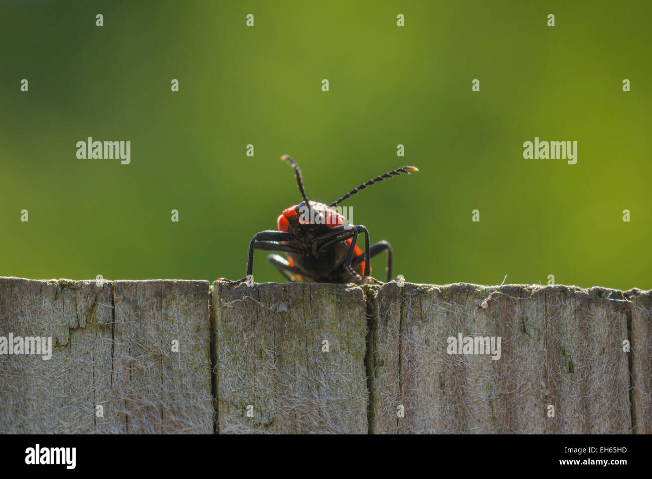 A red lily leaf beetle shield bug walking the neighbour fence, on the ...
