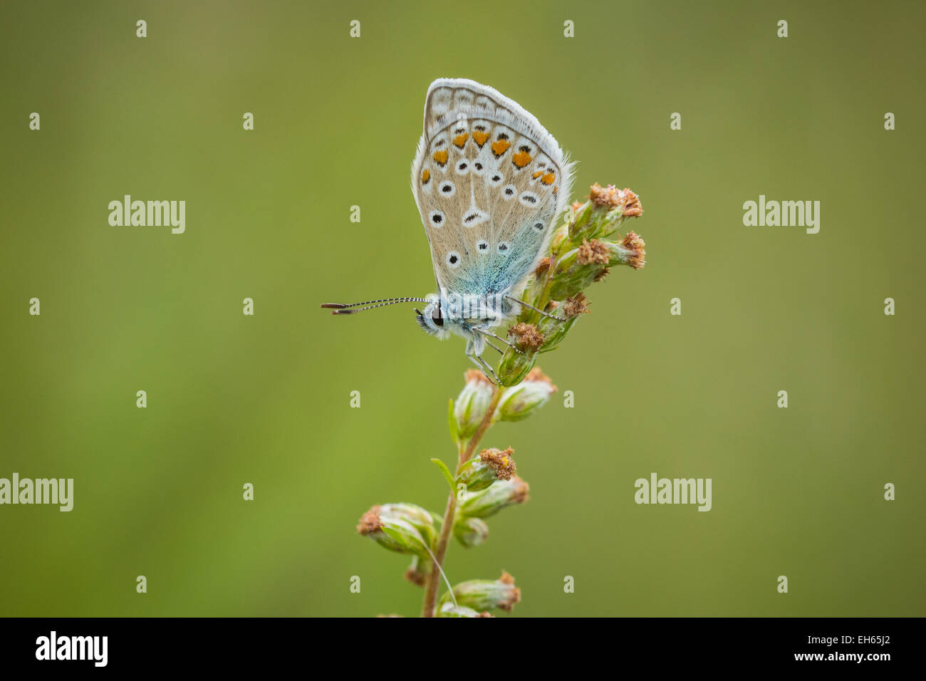 Sleeping butterfly hi-res stock photography and images - Alamy