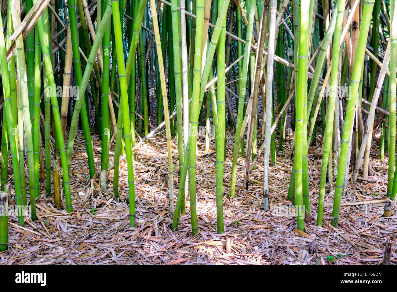 Bamboo forest with green and brown stalks Stock Photo - Alamy