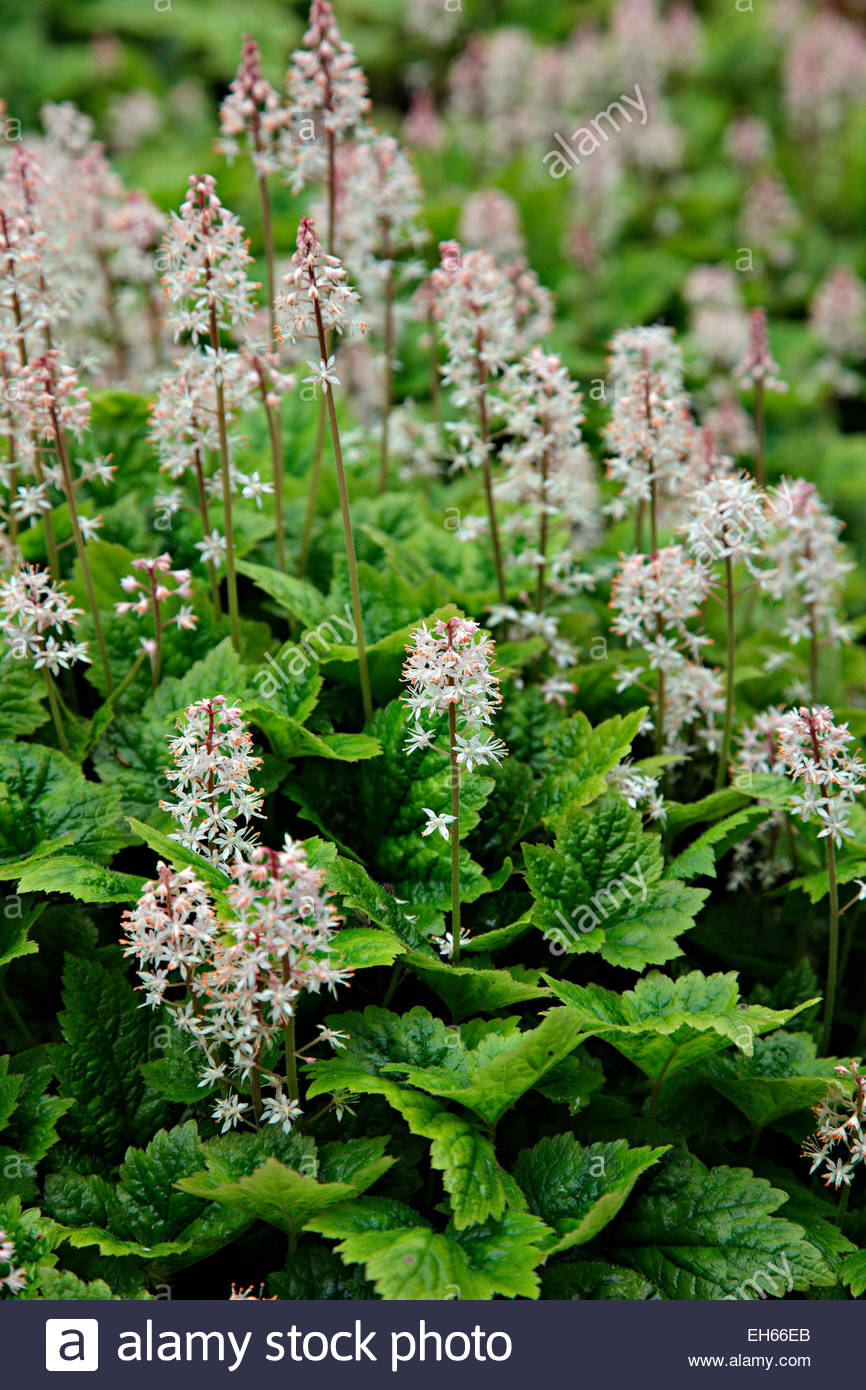 Tiarella Stock Photos & Tiarella Stock Images - Alamy