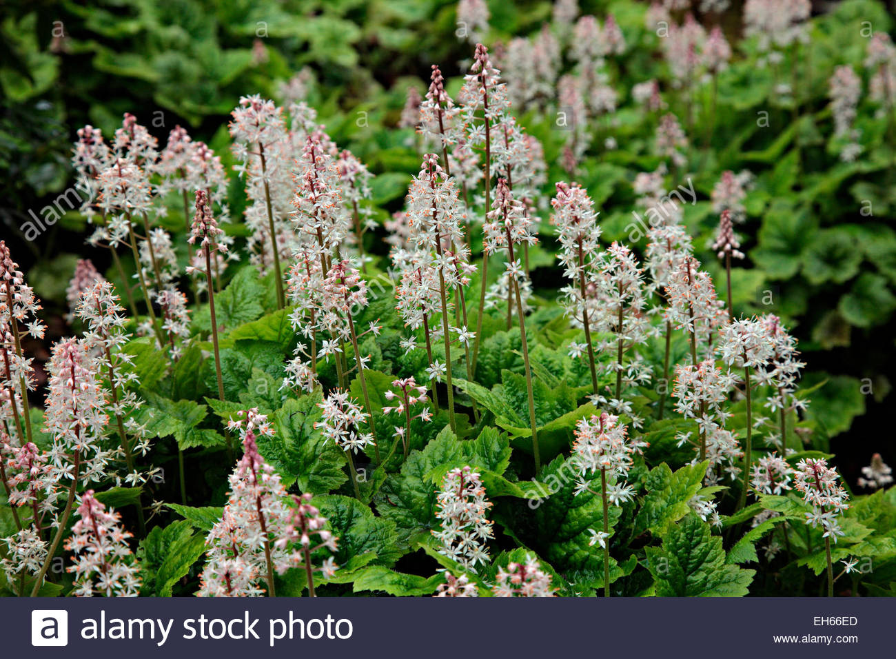 Tiarella Stock Photos & Tiarella Stock Images - Alamy
