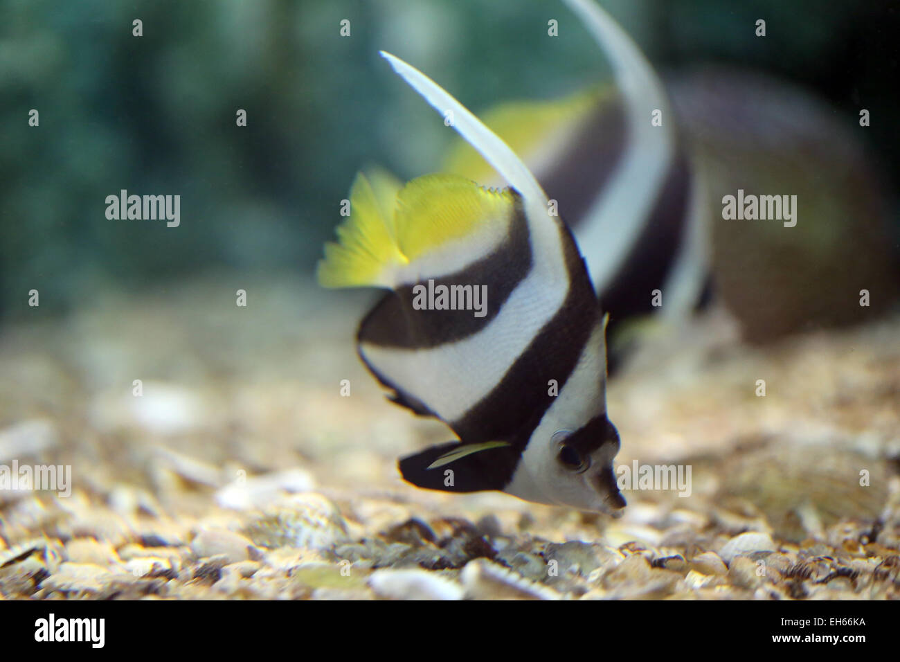 Fish area hi-res stock photography and images - Alamy