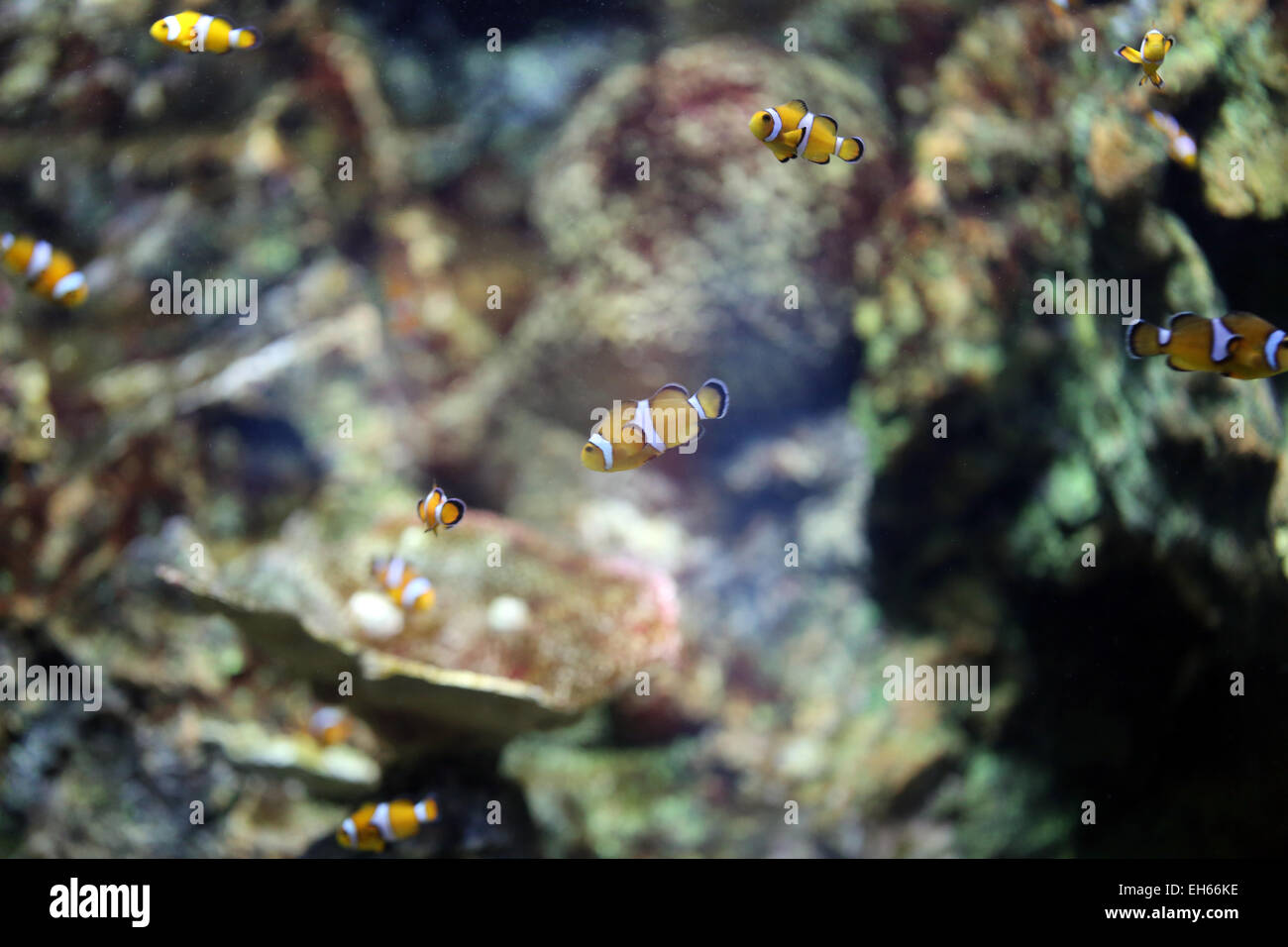 Focus the clownfish in Sea coral reef area Stock Photo - Alamy