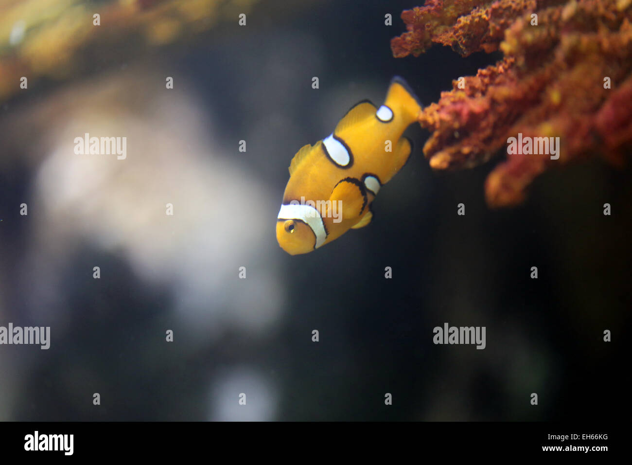 Focus the clownfish in Sea coral reef area Stock Photo - Alamy