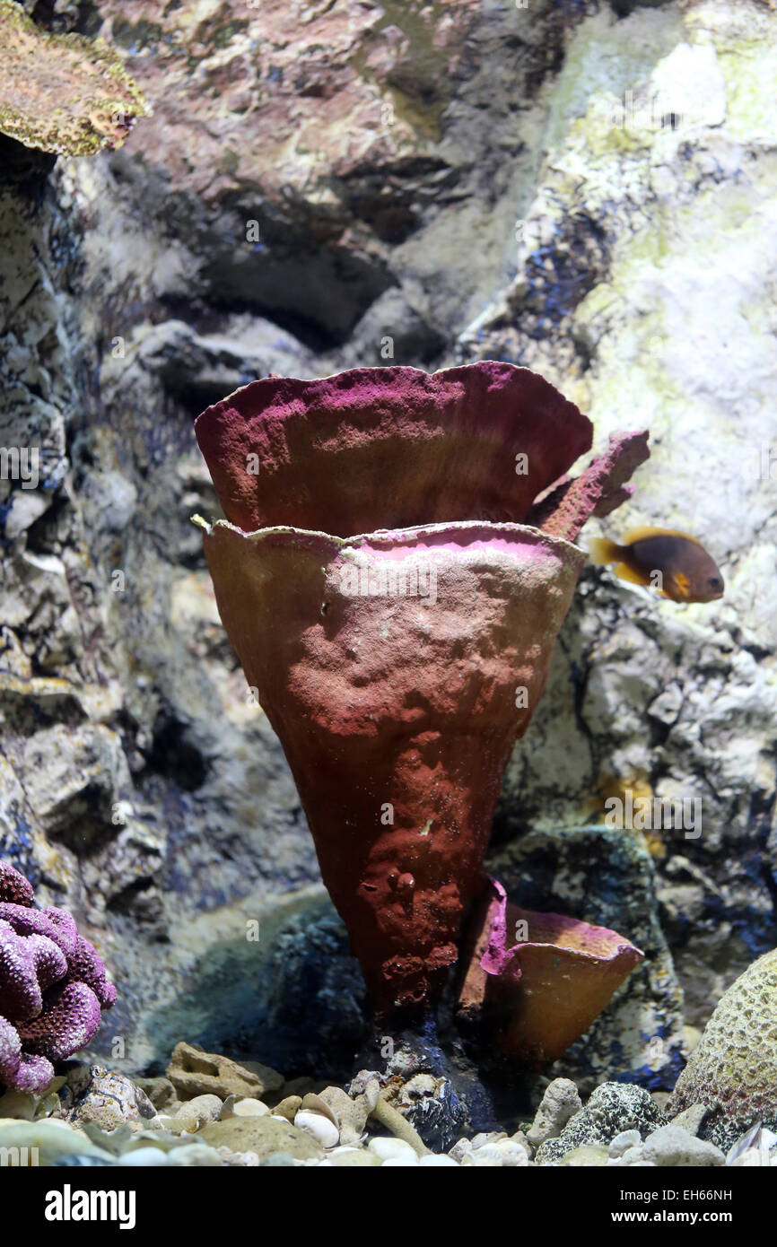 Caribbean aquarium hi-res stock photography and images - Alamy